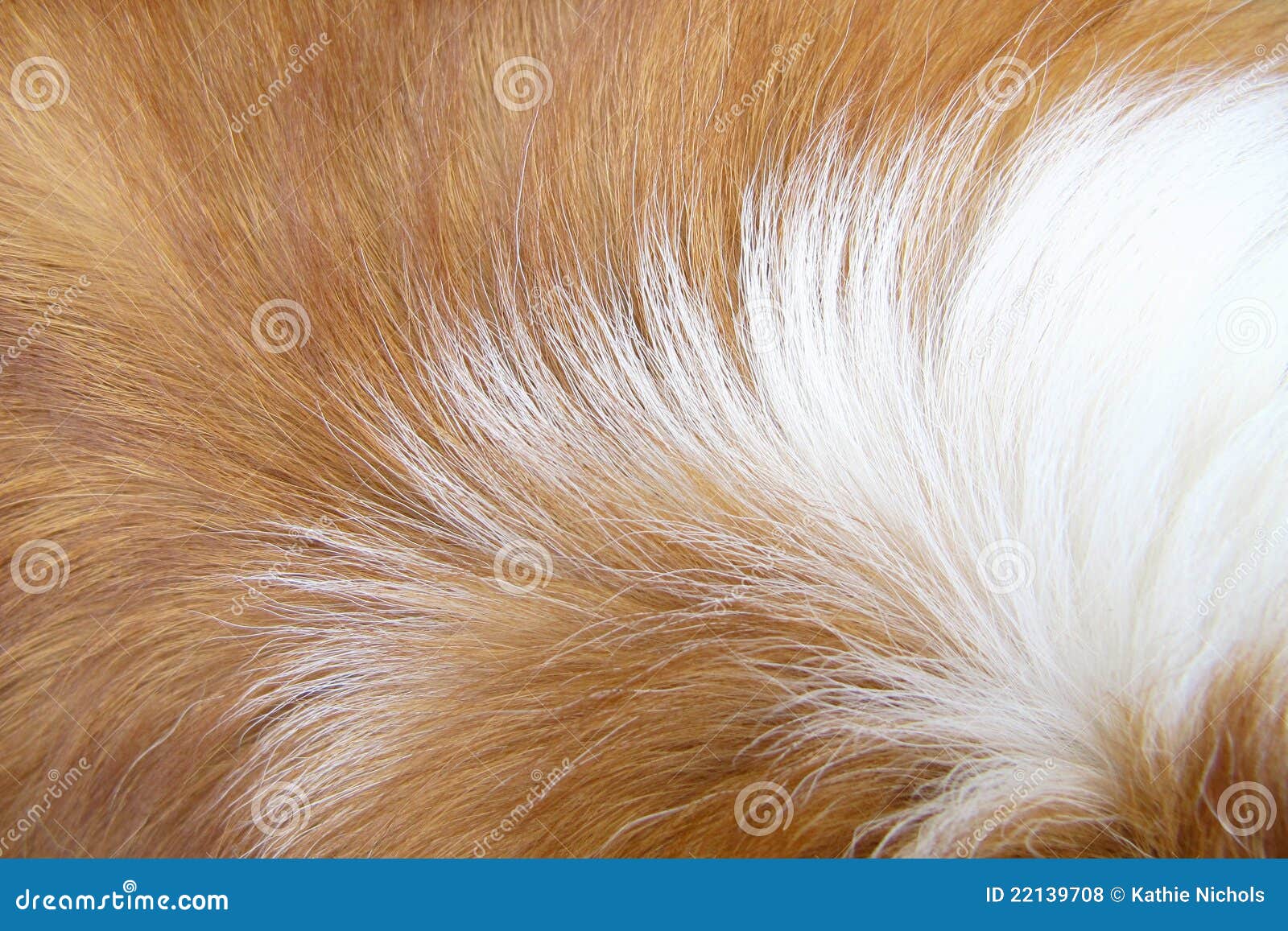 Macro Of Hair Structure, Structure Of Human Hair In An Electron ...