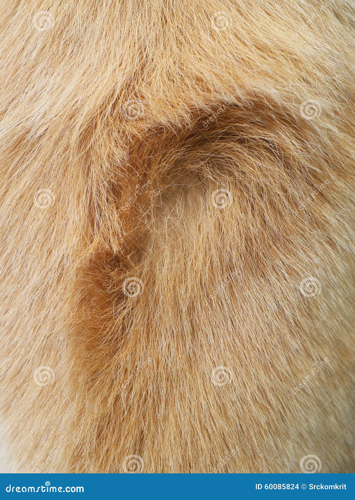 Macro Dog Hair stock photo. Image of scrapbook, close - 60085824