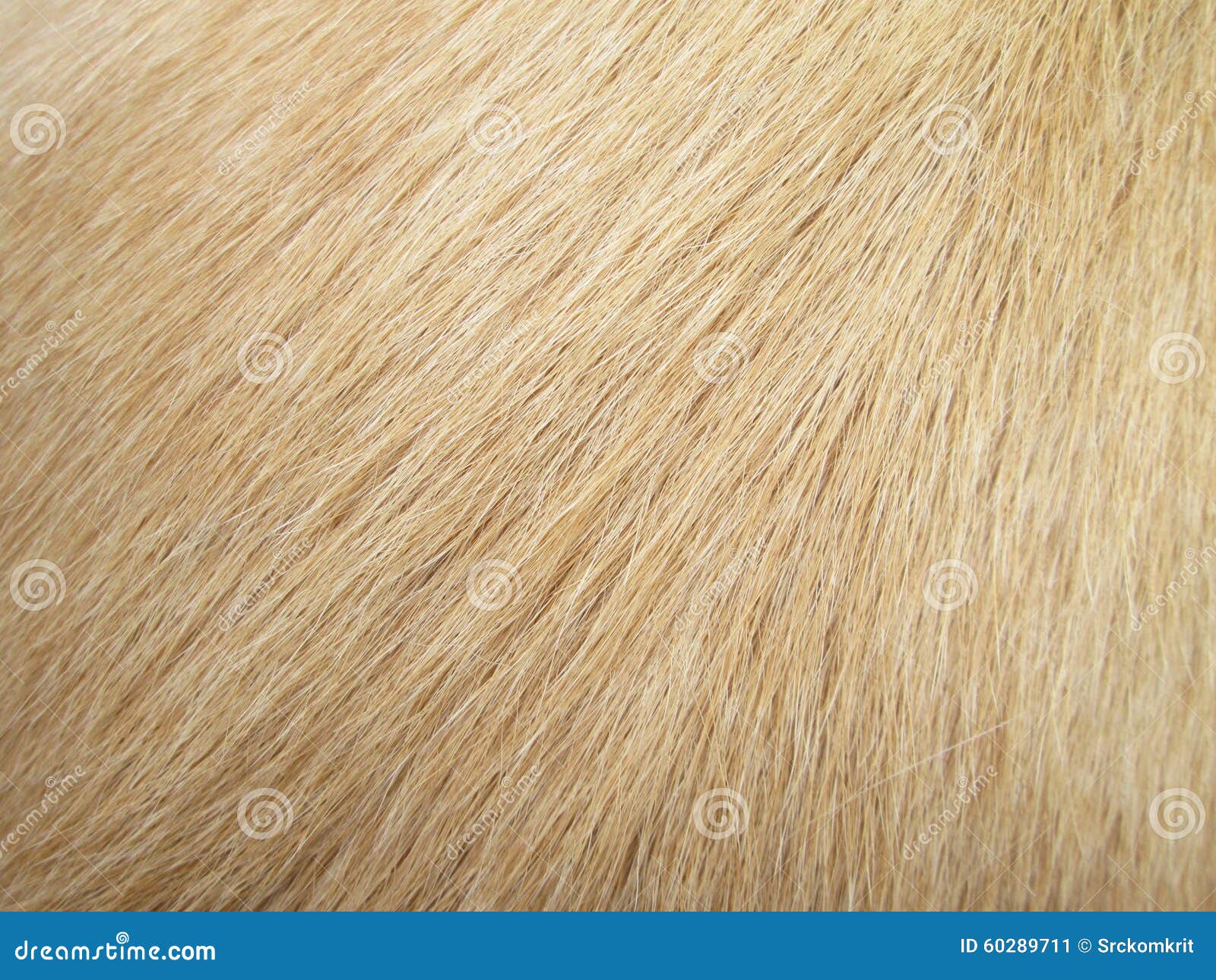 Macro Dog Hair stock image. Image of macro, canine, natural - 60289711
