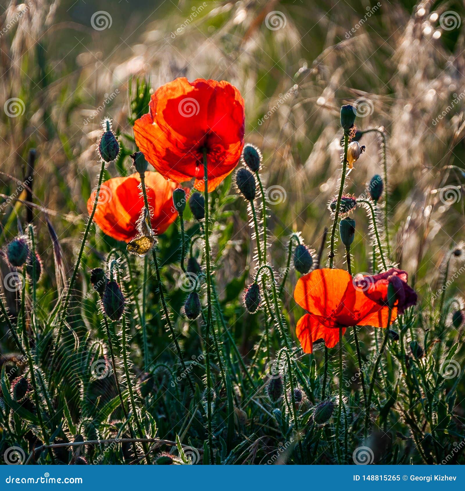 Macro Donkey Thistle and Poppy Stock Image - Image of flower, beauty ...