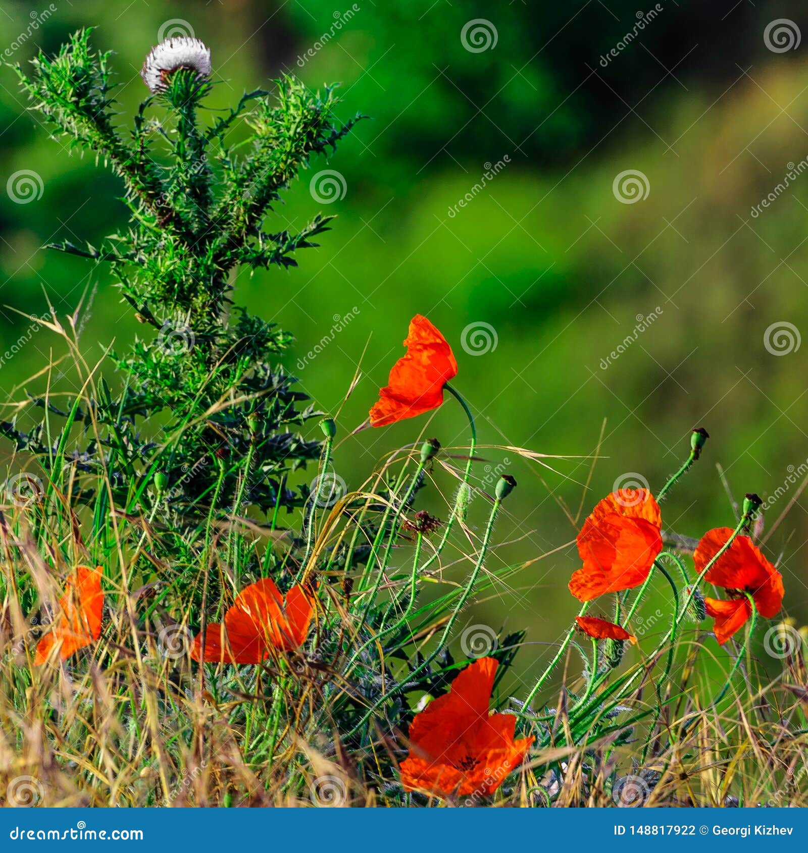 Macro Donkey Thistle and Poppy Stock Photo - Image of donkey ...