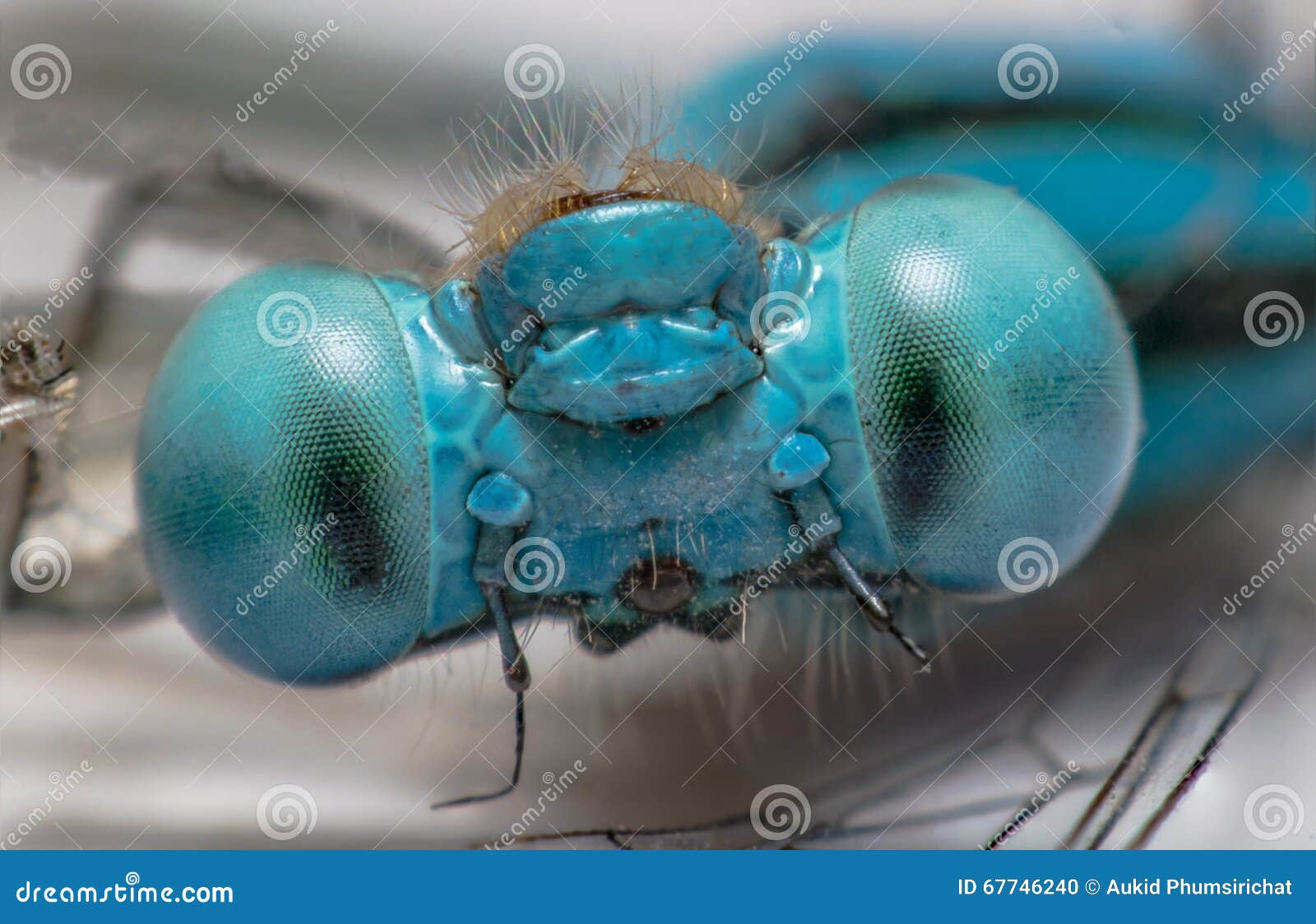 Macro dragonfly stock photo. Image of insect, focus, background - 67746240