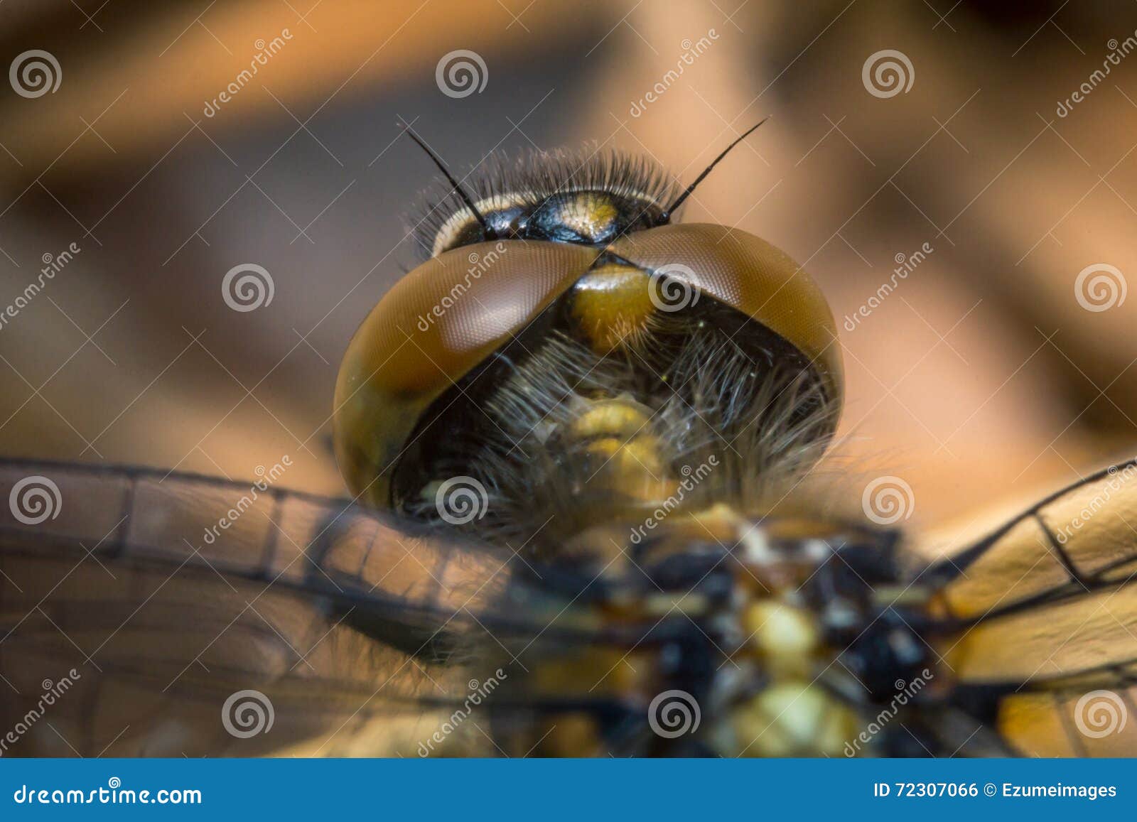Macro Dragonfly Eyes stock photo. Image of insect, dragonfly - 72307066