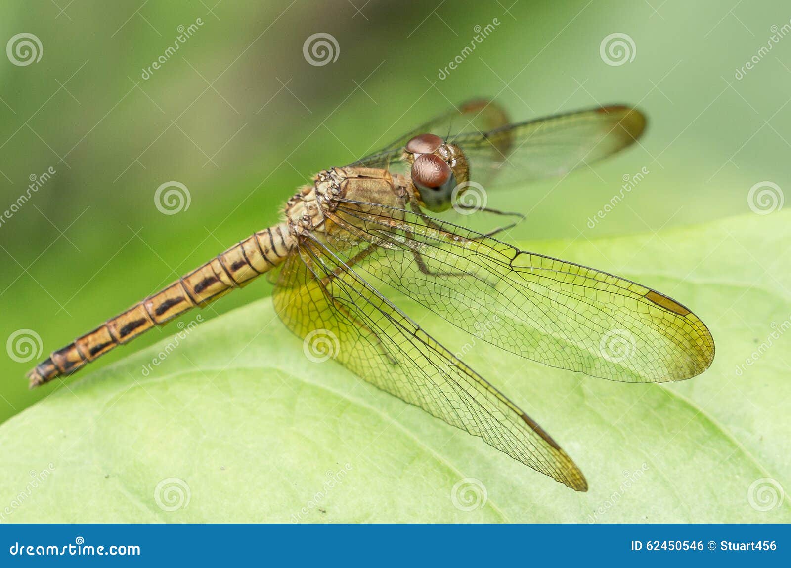 Macro of Dragonfly, Side View Stock Photo - Image of view, closeup ...