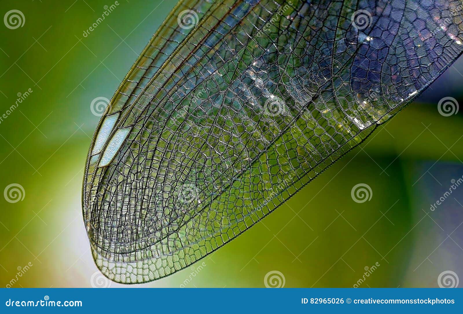 Macro Of Dragonfly Wing Picture. Image: 82965026