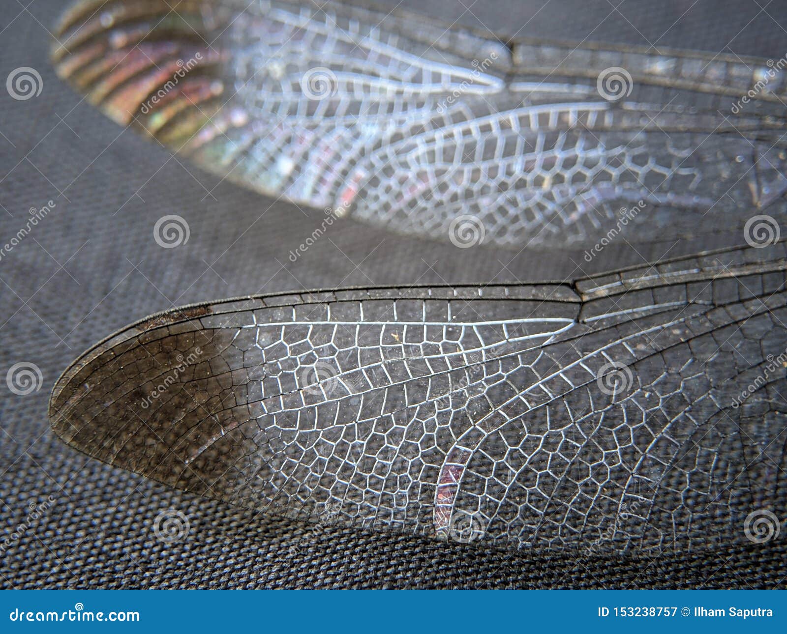 Macro of Dragonfly Wings on Black Backdrop Texture Stock Image - Image ...