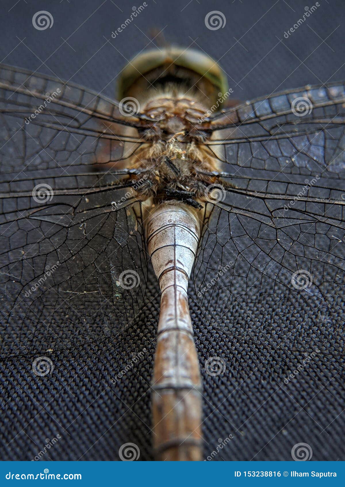 Macro of Dragonfly Wings on Black Backdrop Texture Stock Photo - Image ...