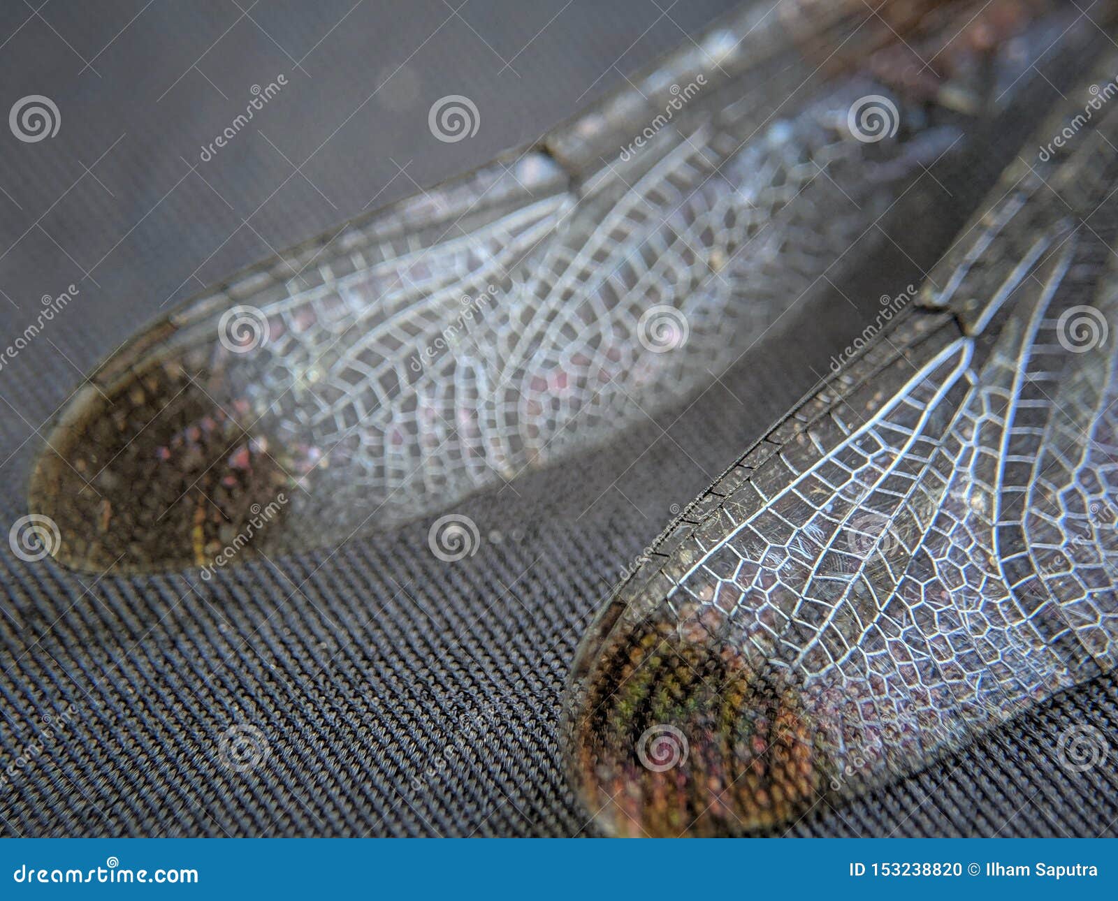 Macro of Dragonfly Wings on Black Backdrop Texture Stock Photo - Image ...