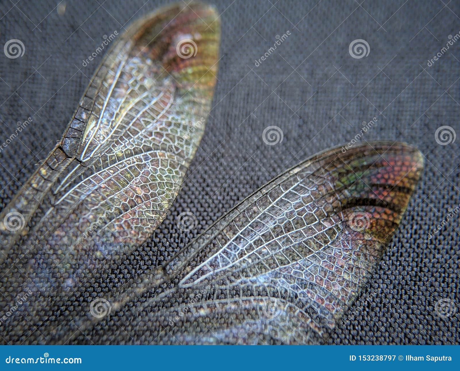 Macro of Dragonfly Wings on Black Backdrop Texture Stock Image - Image ...
