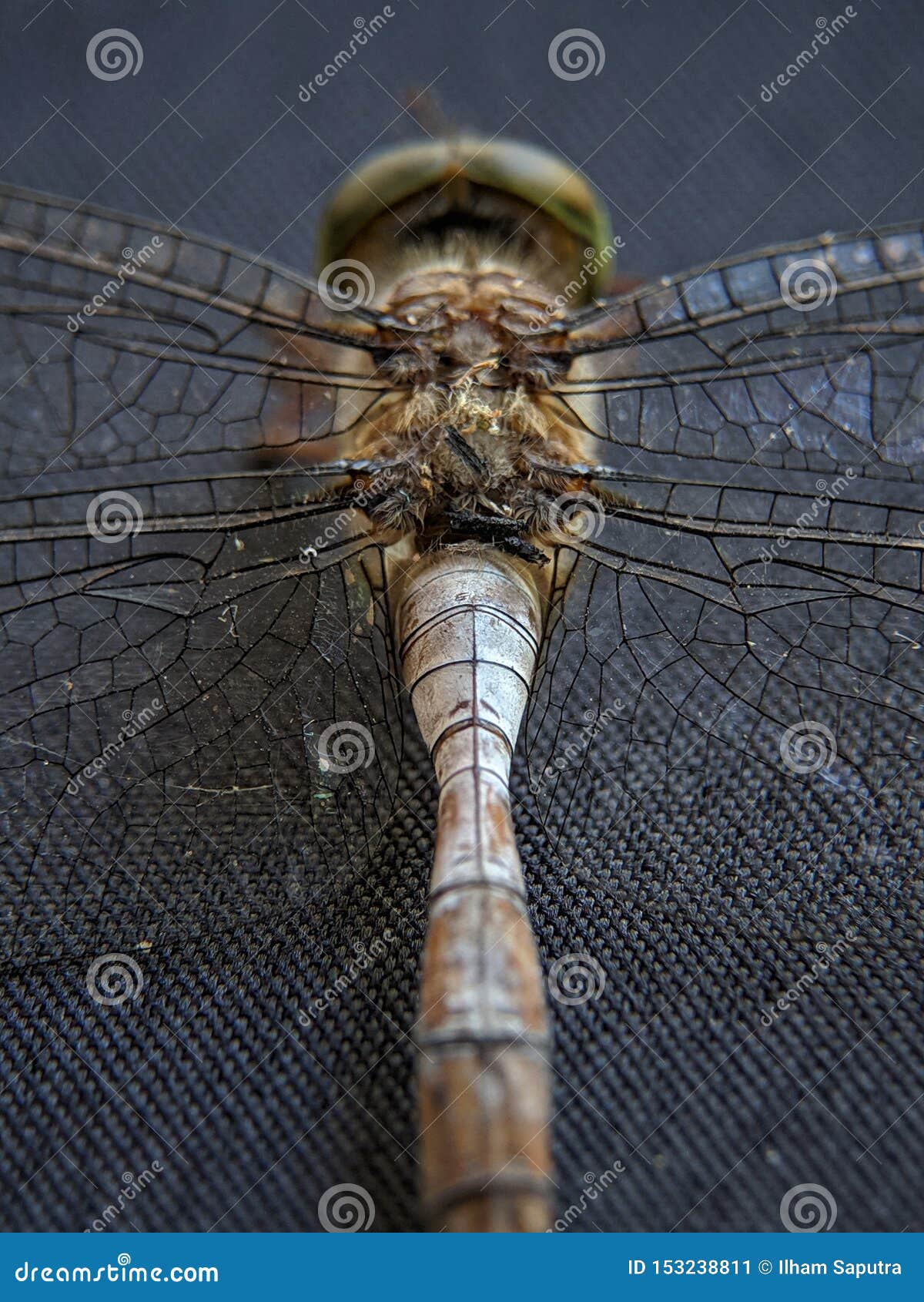 Macro of Dragonfly Wings on Black Backdrop Texture Stock Image - Image ...