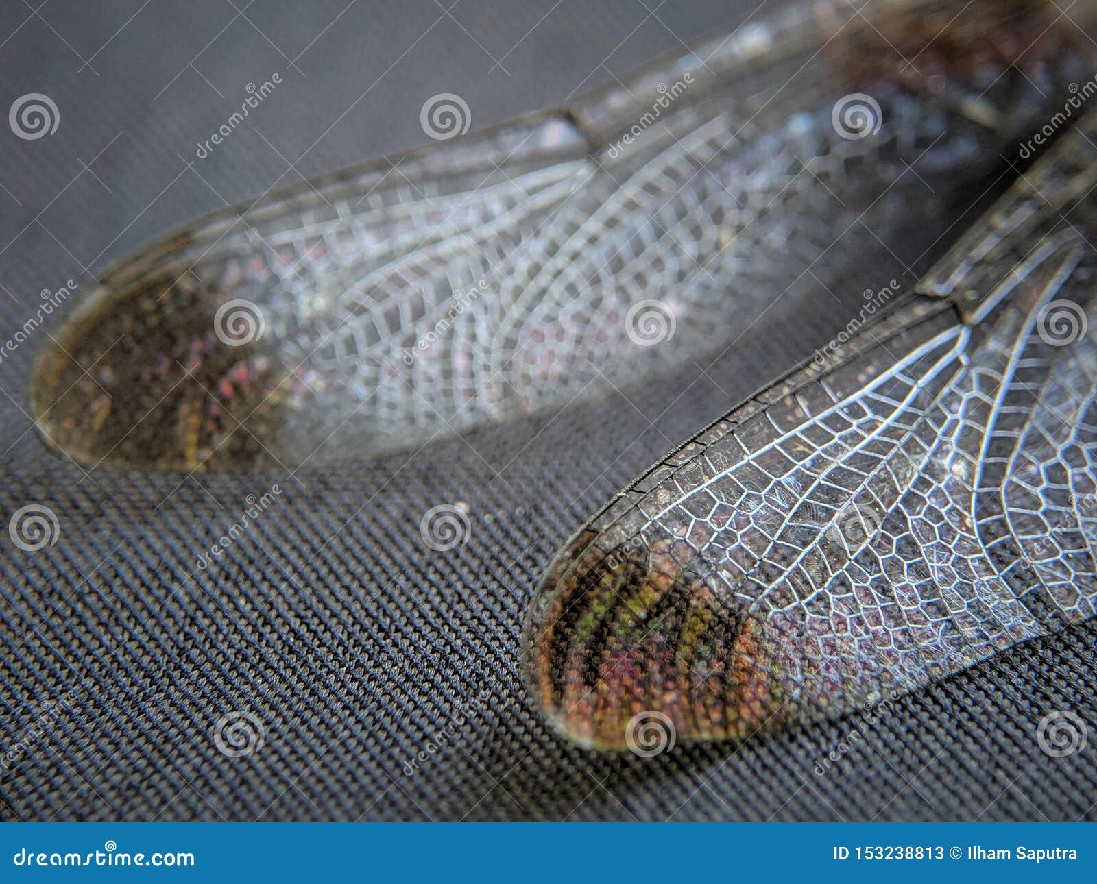 Macro of Dragonfly Wings on Black Backdrop Texture Stock Image - Image ...