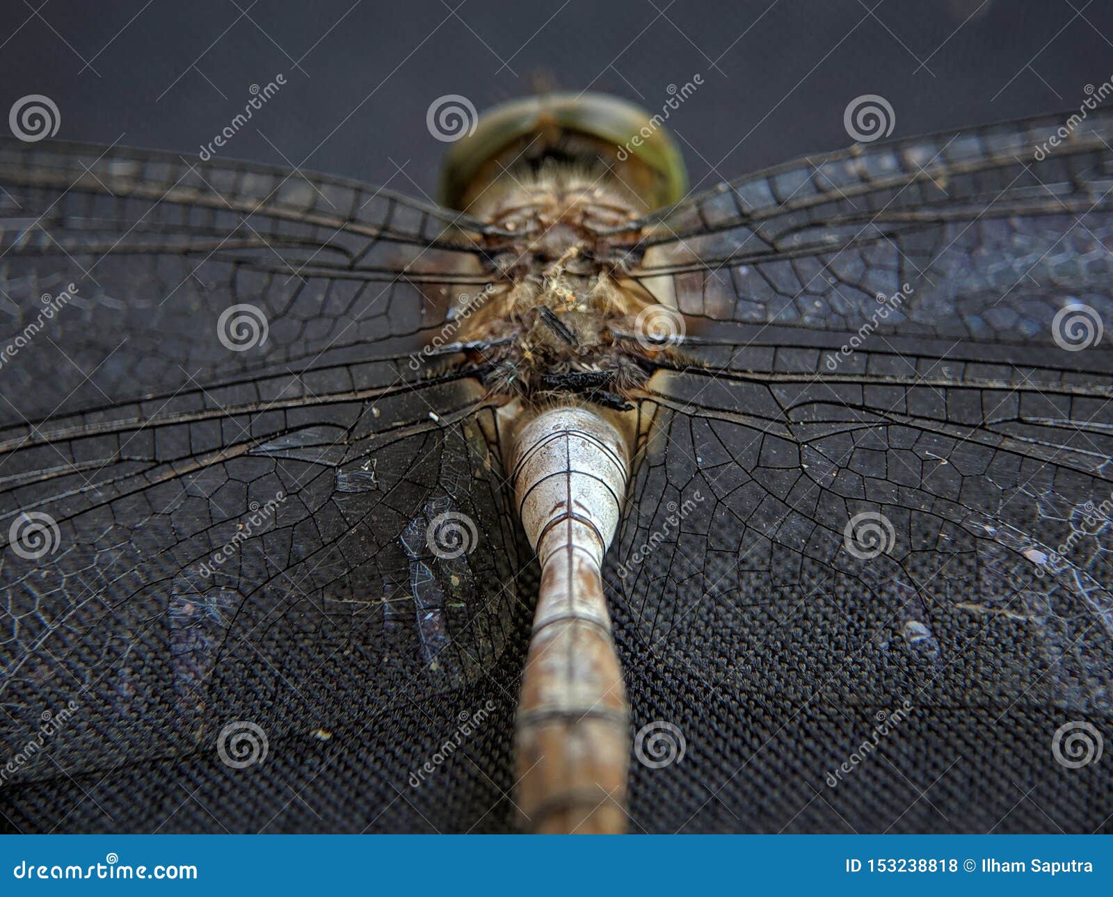 Macro of Dragonfly Wings on Black Backdrop Texture Stock Photo - Image ...