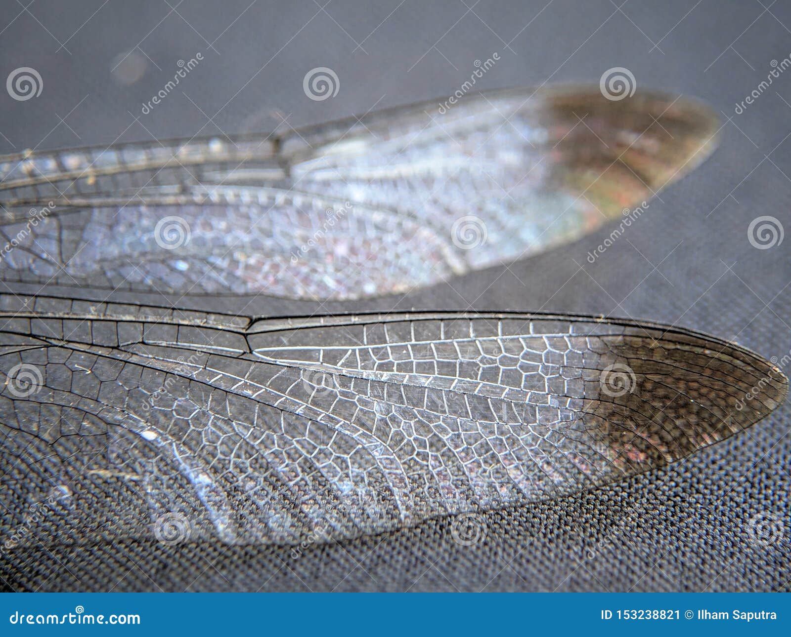 Macro of Dragonfly Wings on Black Backdrop Texture Stock Image - Image ...