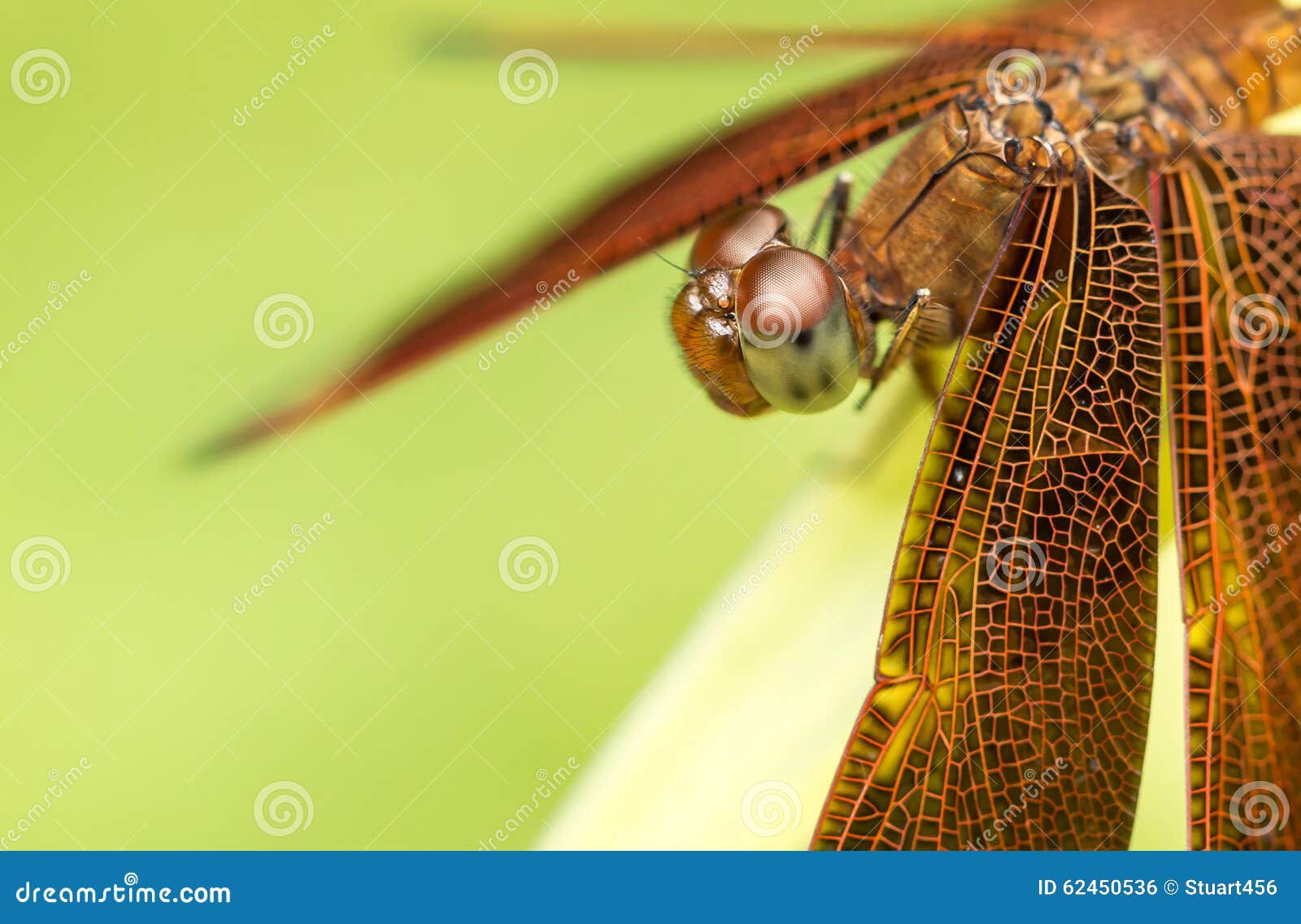 Macro of Dragonflys Head, Side View Stock Photo - Image of dragonfly ...