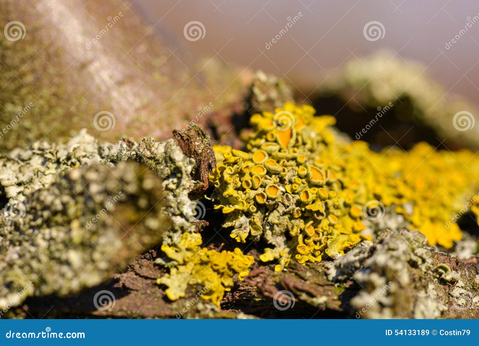 Macro of dried tree moss stock image. Image of plant - 54133189