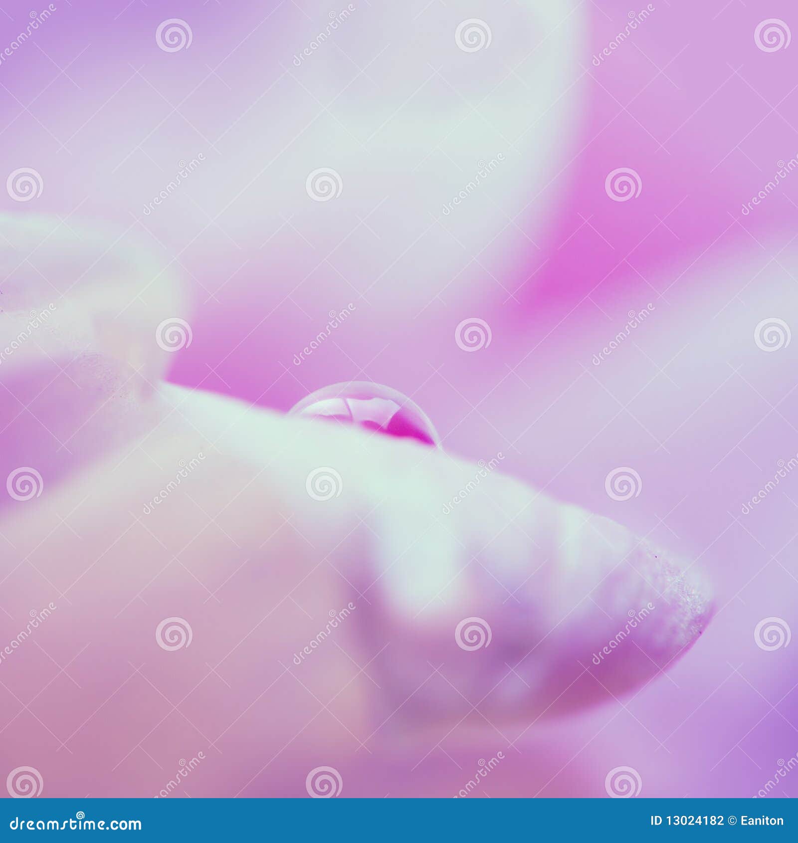 Macro drop stock photo. Image of water, drop, macro, petal - 13024182