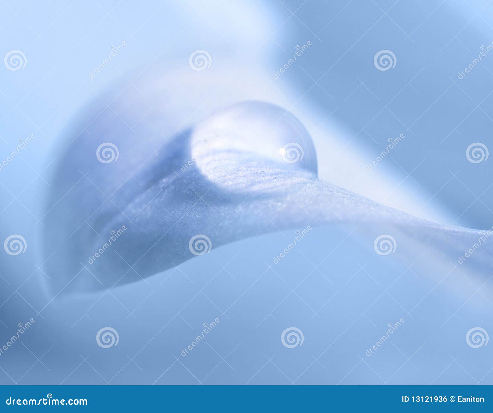 Macro drop stock photo. Image of macro, flower, drop - 13121936