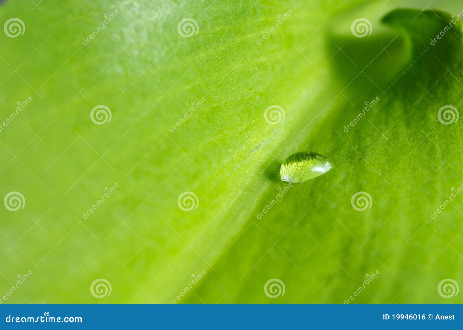 Macro of drop on leaf stock photo. Image of droplet, dewdrop - 19946016