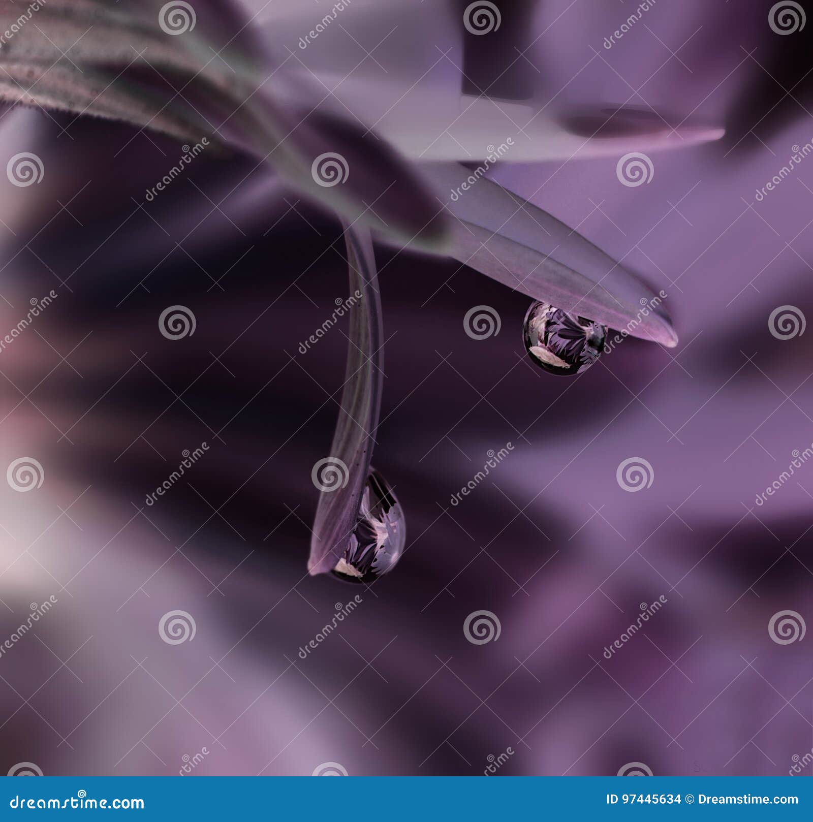 Macro Drop on a Pink Flower Stock Photo - Image of macrodrop, drops ...