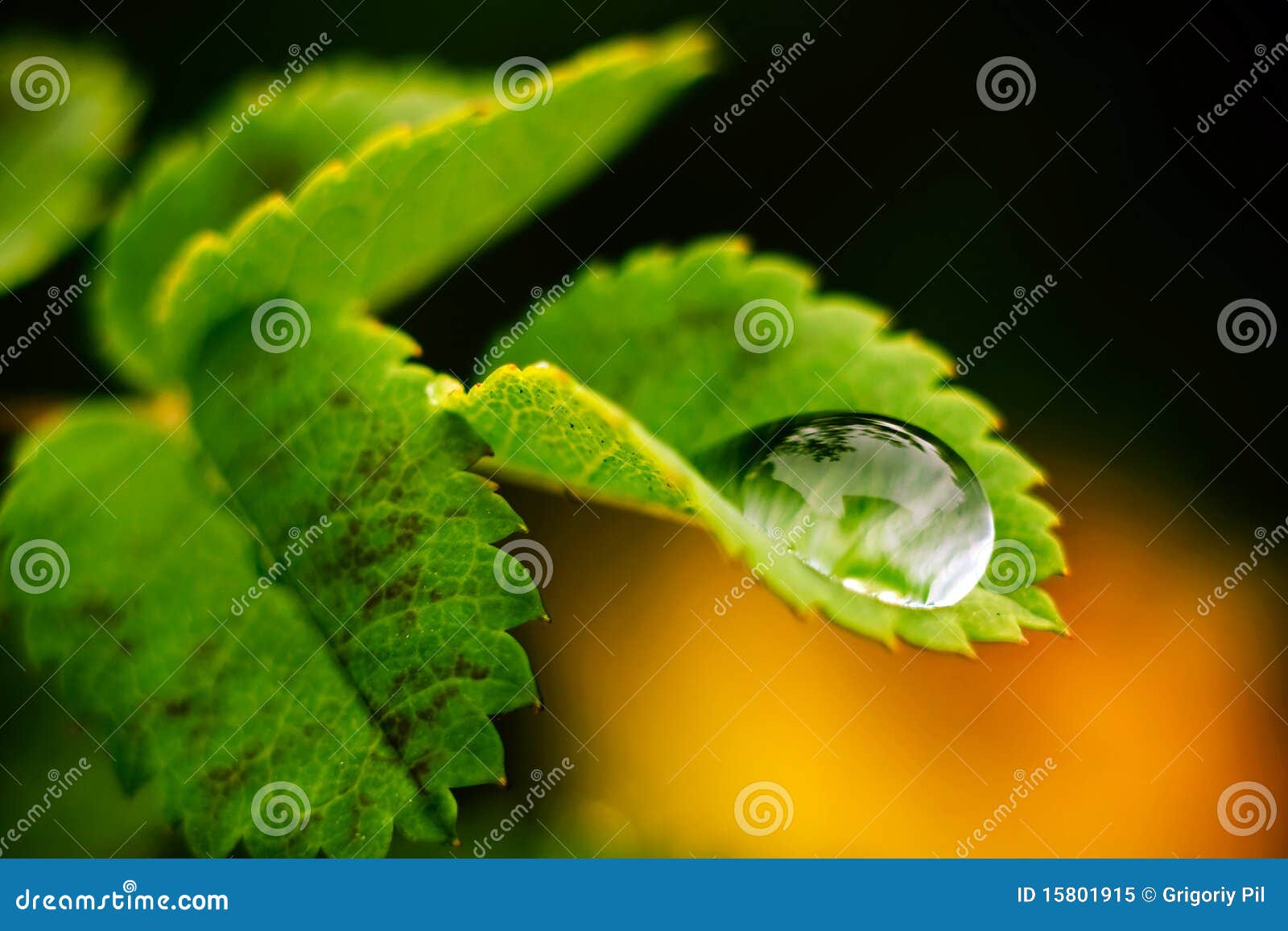 Macro drop of water stock image. Image of hairy, liquid - 15801915