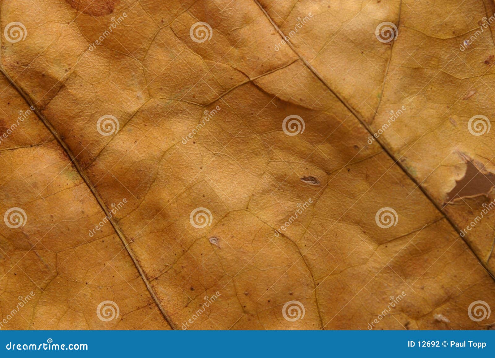 Macro Dry Dead Leaf Texture Stock Photo - Image of brown, dead: 12692
