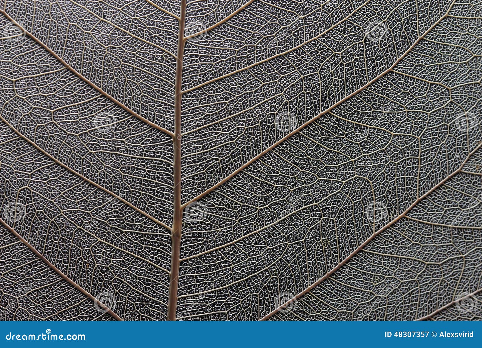 Macro of Dry Leaf stock image. Image of autumn, detail - 48307357
