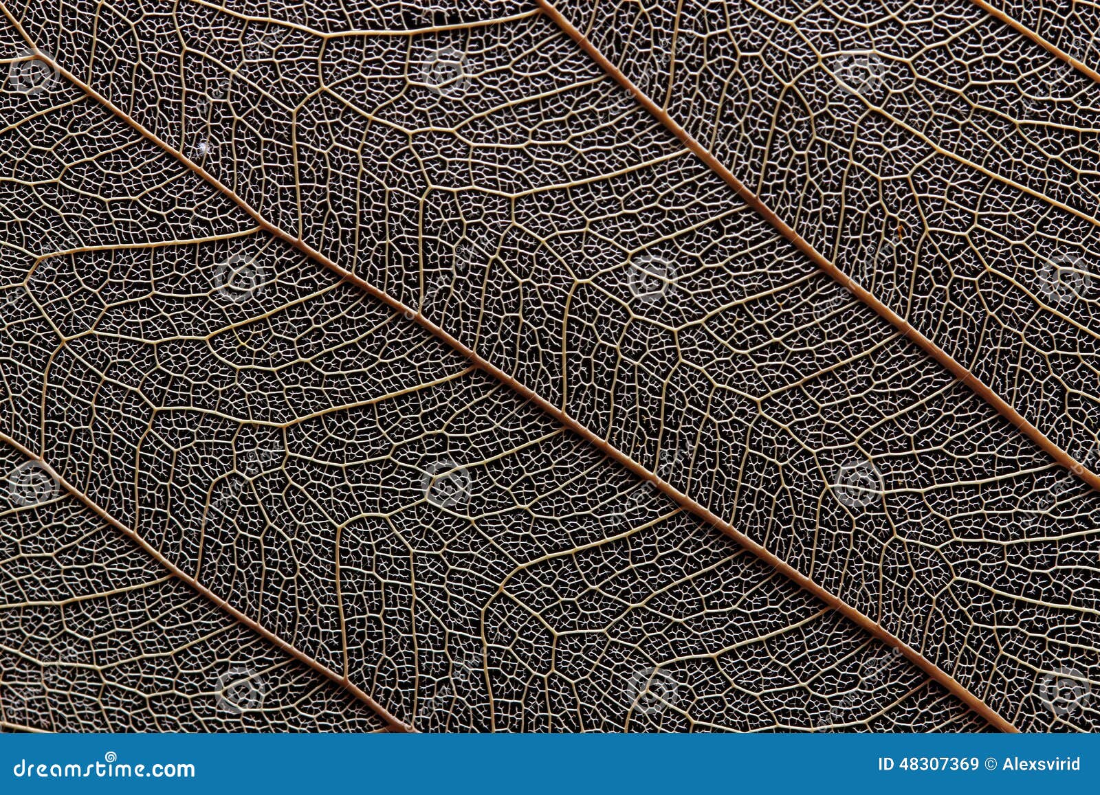 Macro of Dry Leaf stock image. Image of lines, growth - 48307369