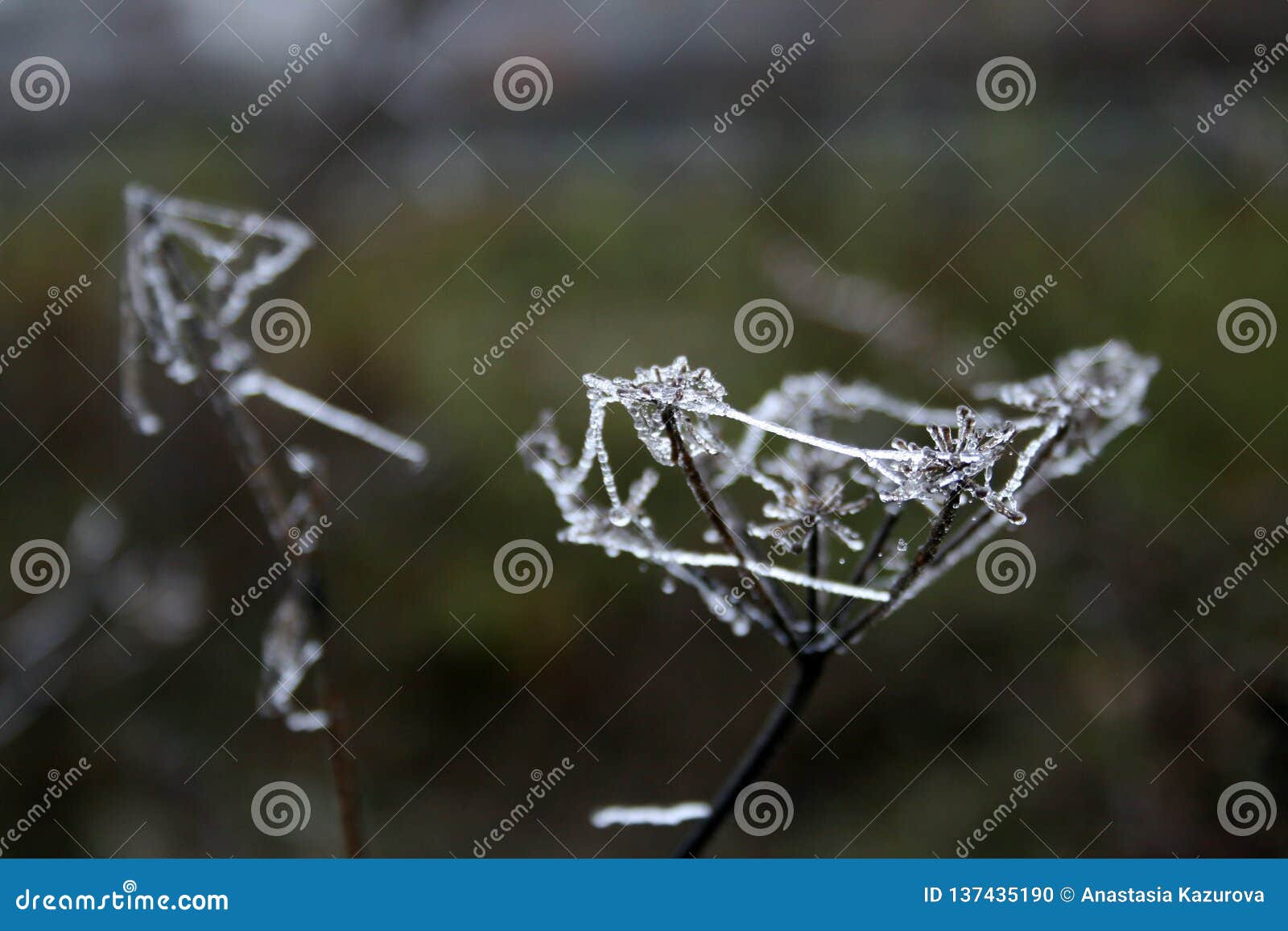 Macro Dry Plant in Cold Forest Stock Photo - Image of autumn, drop ...