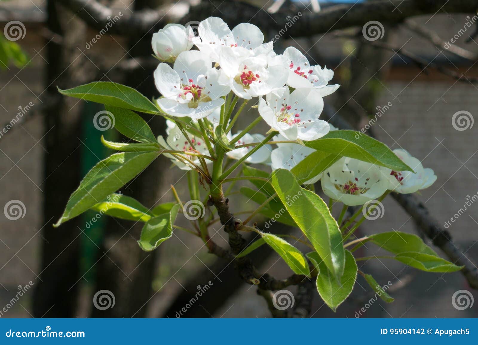 Macro Du Cyme Des Fleurs Blanches De Poire Photo stock - Image du ...