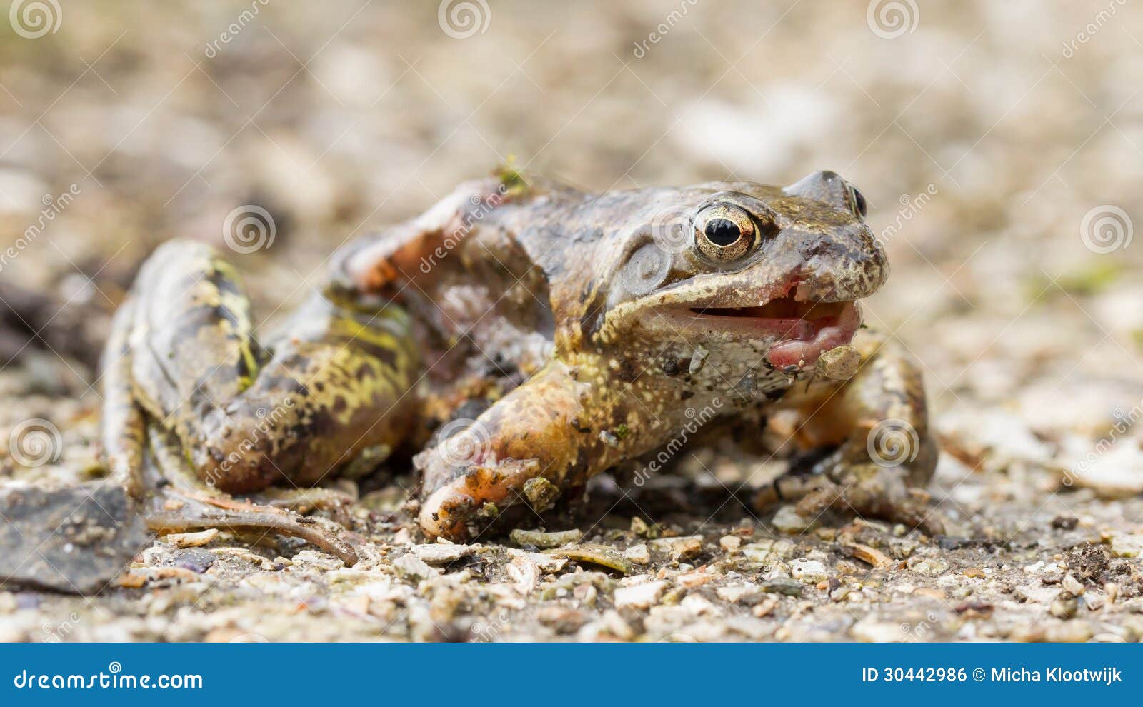 Macro of a Dying Frog Isolated Stock Photo - Image of croak, focus ...