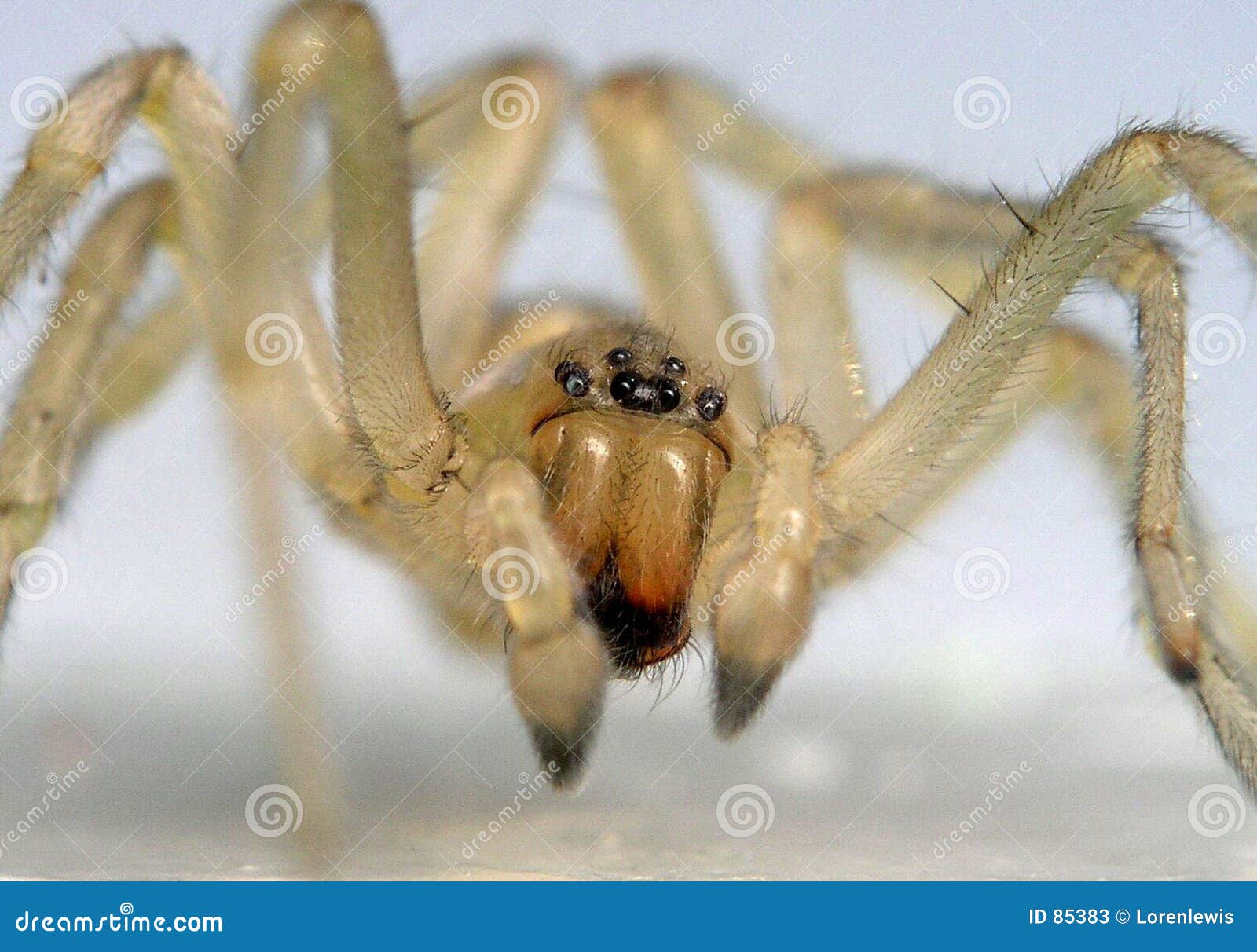 Macro Eccellente Di Un Ragno Immagine Stock - Immagine di predatore ...