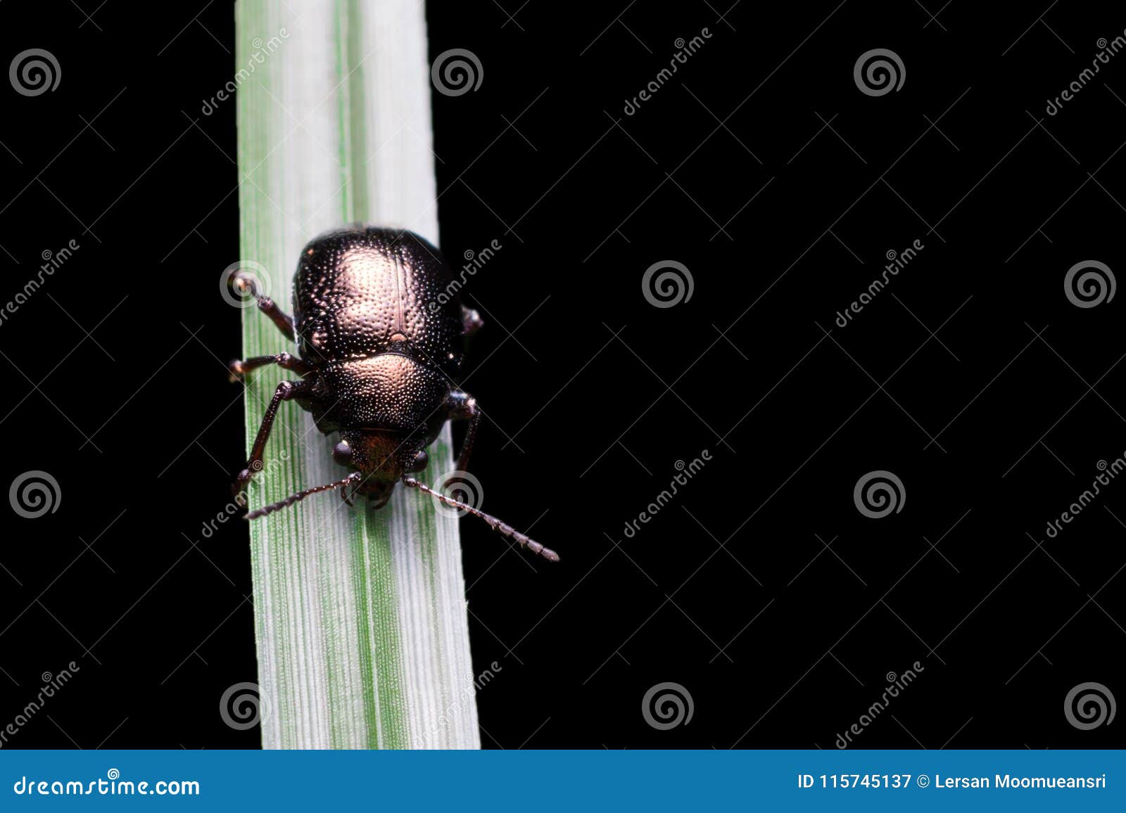 Macro El Insecto Negro Con El Fondo Imagen de archivo - Imagen de macro ...
