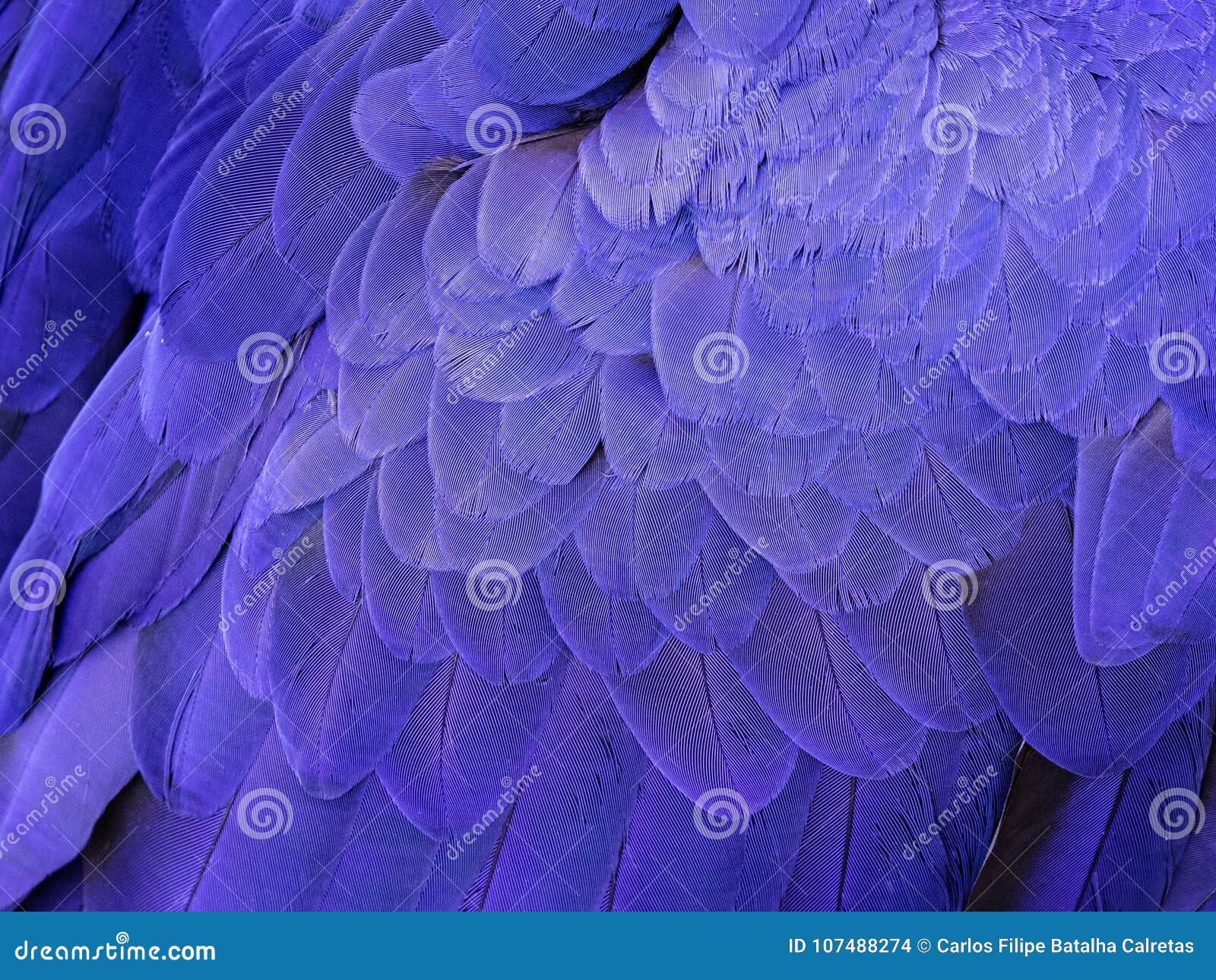 Macro En Hyacinth Macaw Feathers Foto de archivo - Imagen de cierre ...
