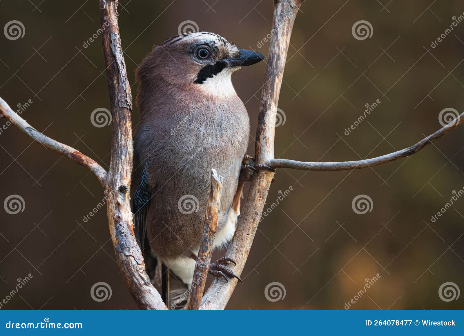 Macro of an Eurasian Jay on a Tree Branch Stock Image - Image of ...