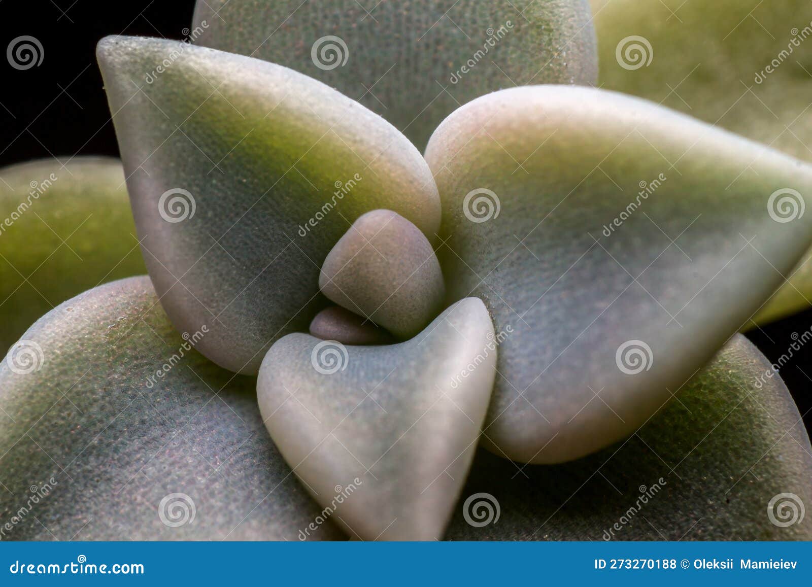 Macro Succulents On Stone Background. Dark And Bright Colors Stock ...