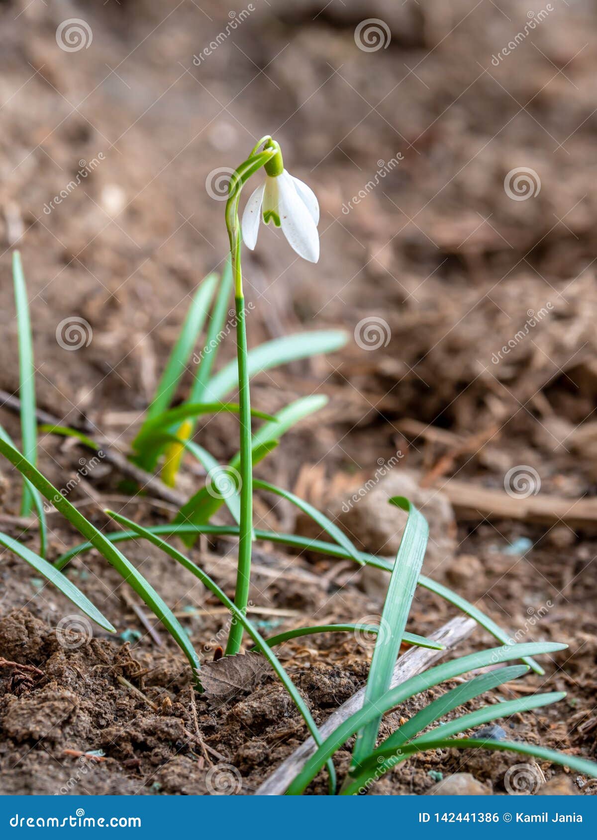 Macro, Extreme Close-up with Snowdrops in Garden Stock Photo - Image of ...