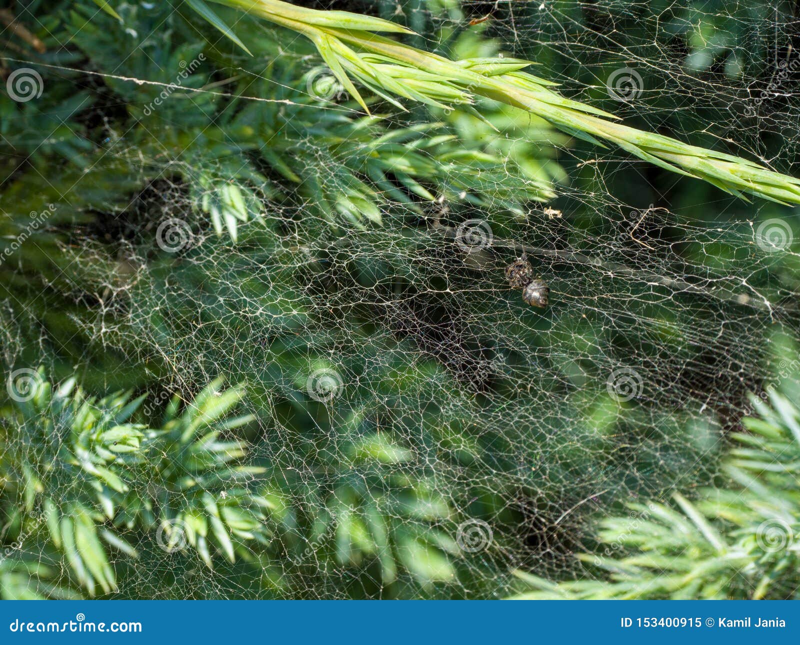 Macro, Extreme Close-up for Texture or Background with SPIDER NETWORK ...