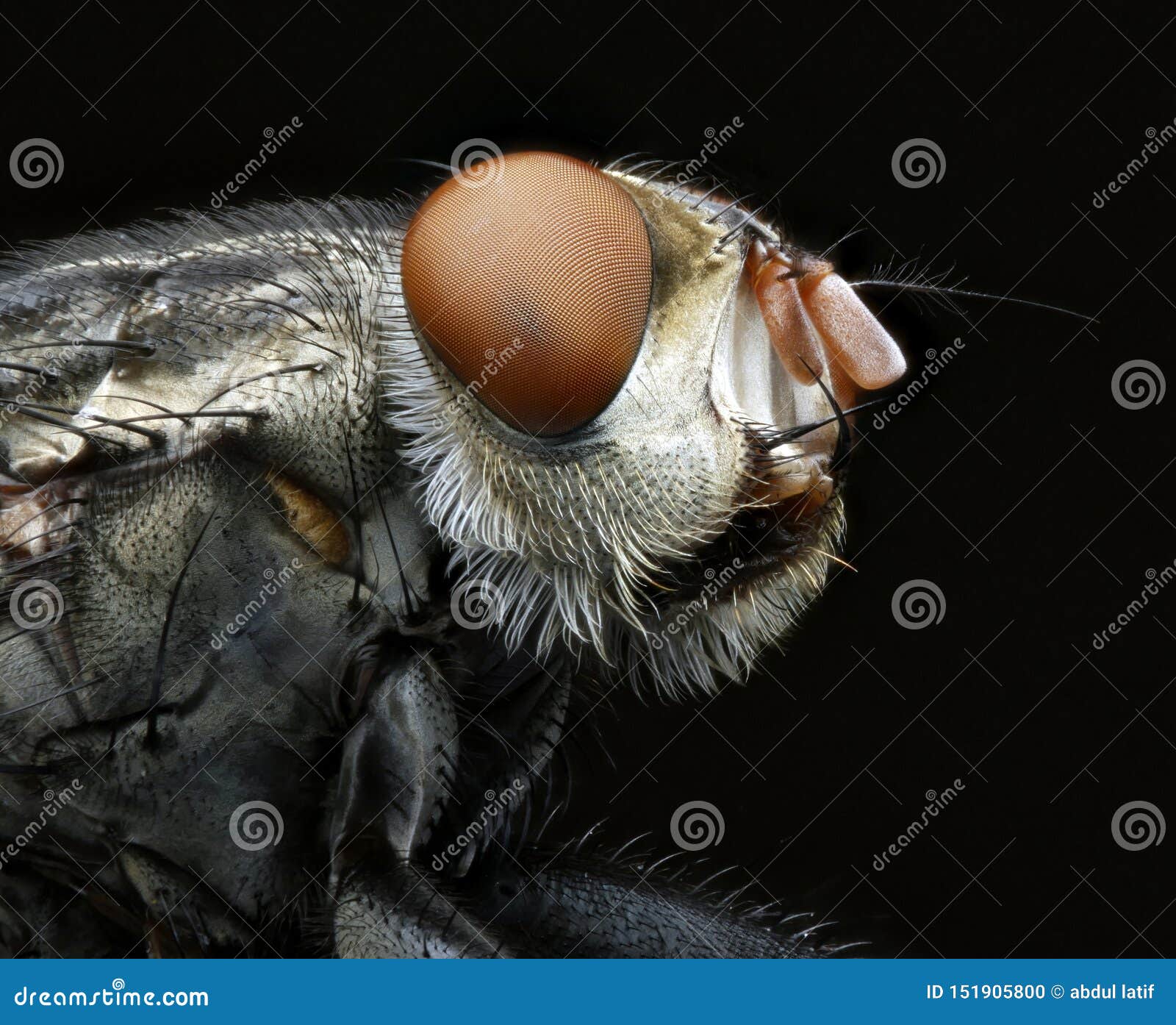 Macro Extremo Do Olho Da Mosca Foto de Stock - Imagem de preto, moscas ...