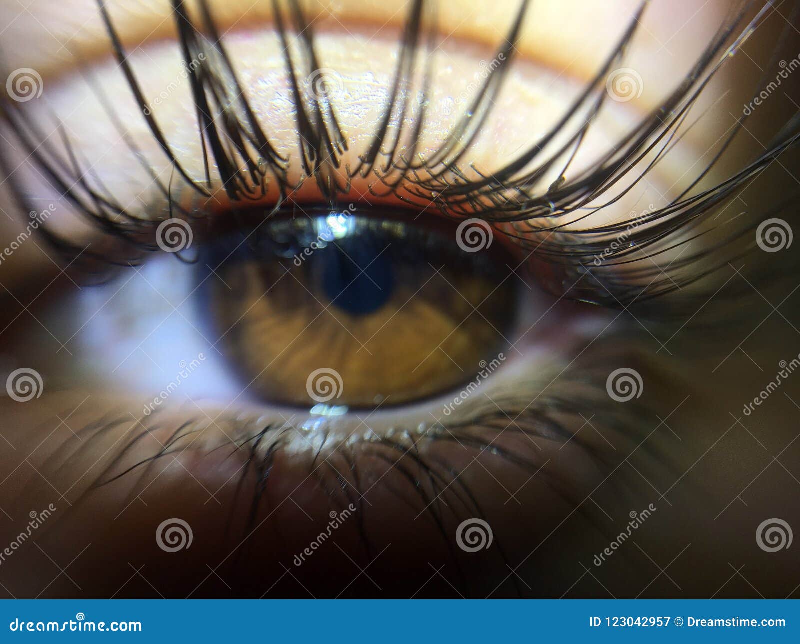 Lashes stock image. Image of macro, lashes, ligth, beautiful - 123042957
