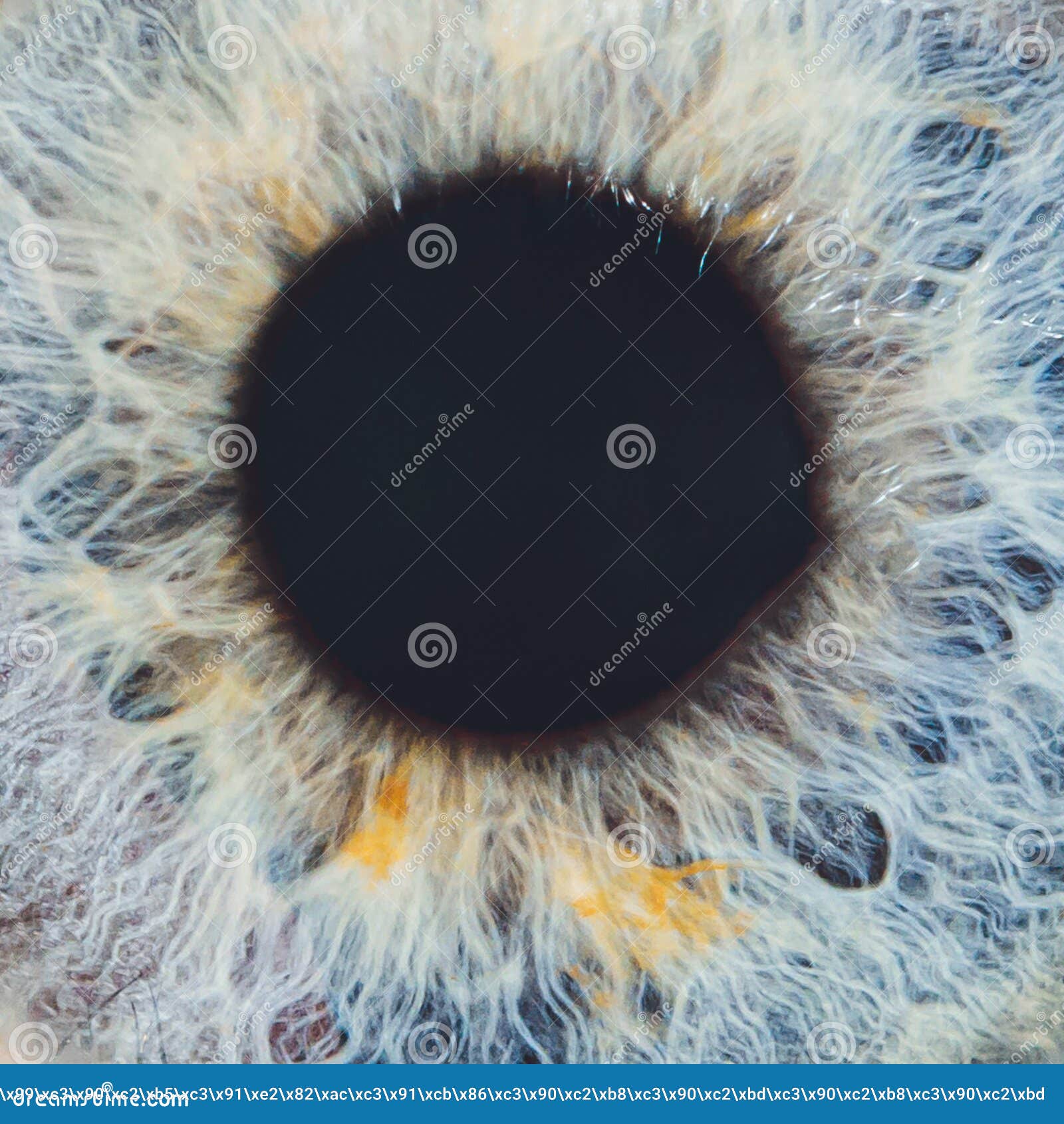 Macro of the Eye of a Man. Shallow Depth of Field. Stock Photo - Image ...