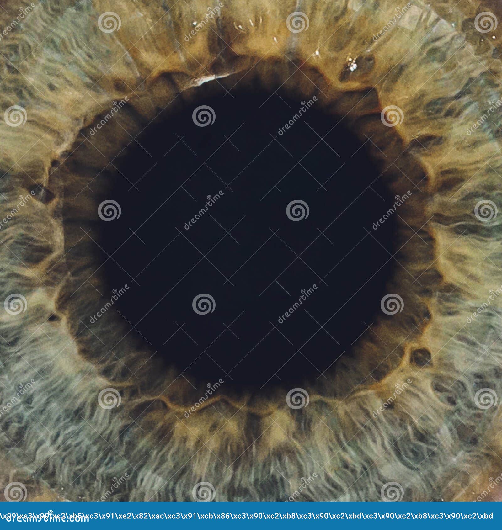 Macro of the Eye of a Man. Shallow Depth of Field. Stock Photo - Image ...