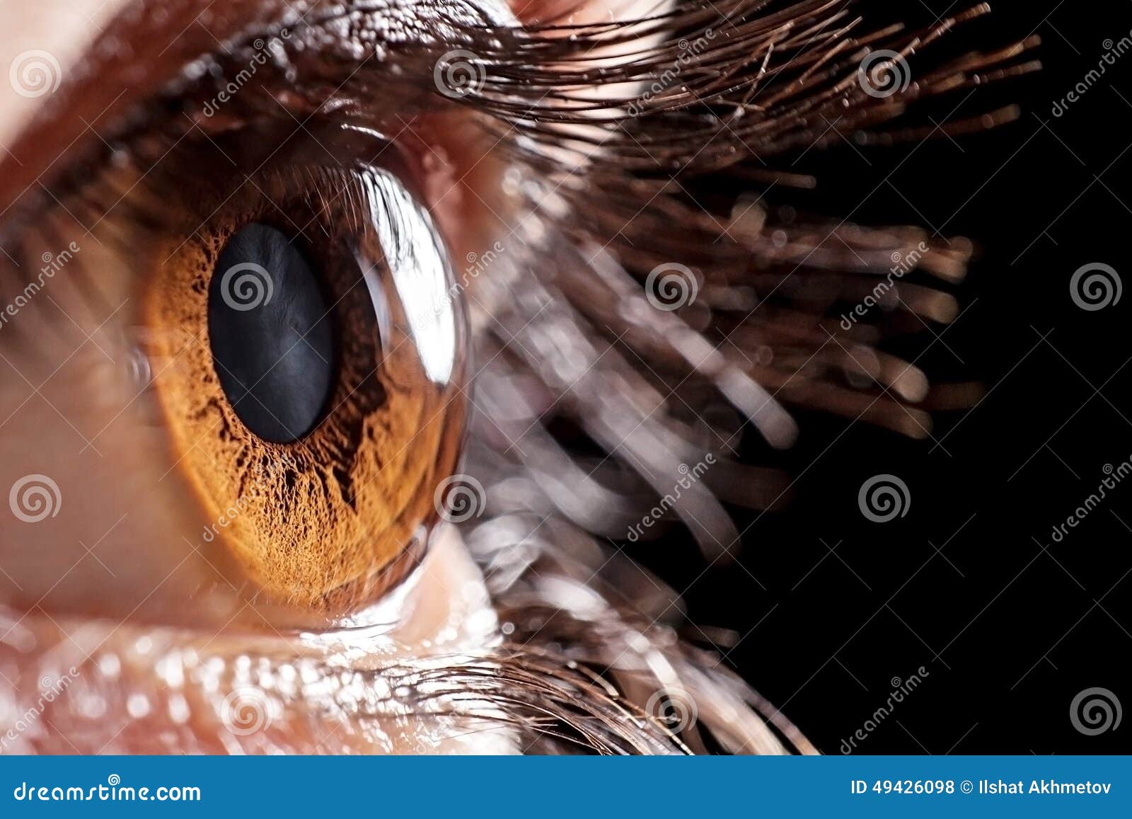 Macro eye stock photo. Image of close, eyelash, brown - 49426098