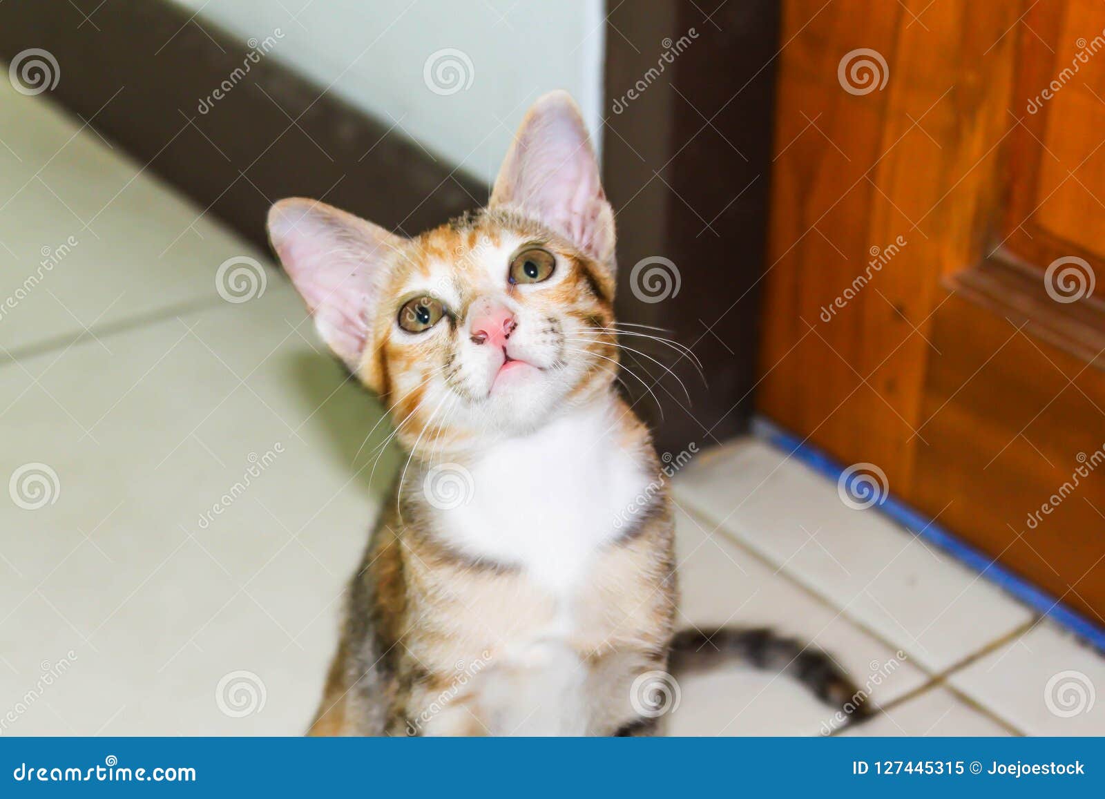 Macro Face Cute Single Cat in Home Stock Image - Image of face, kitty ...