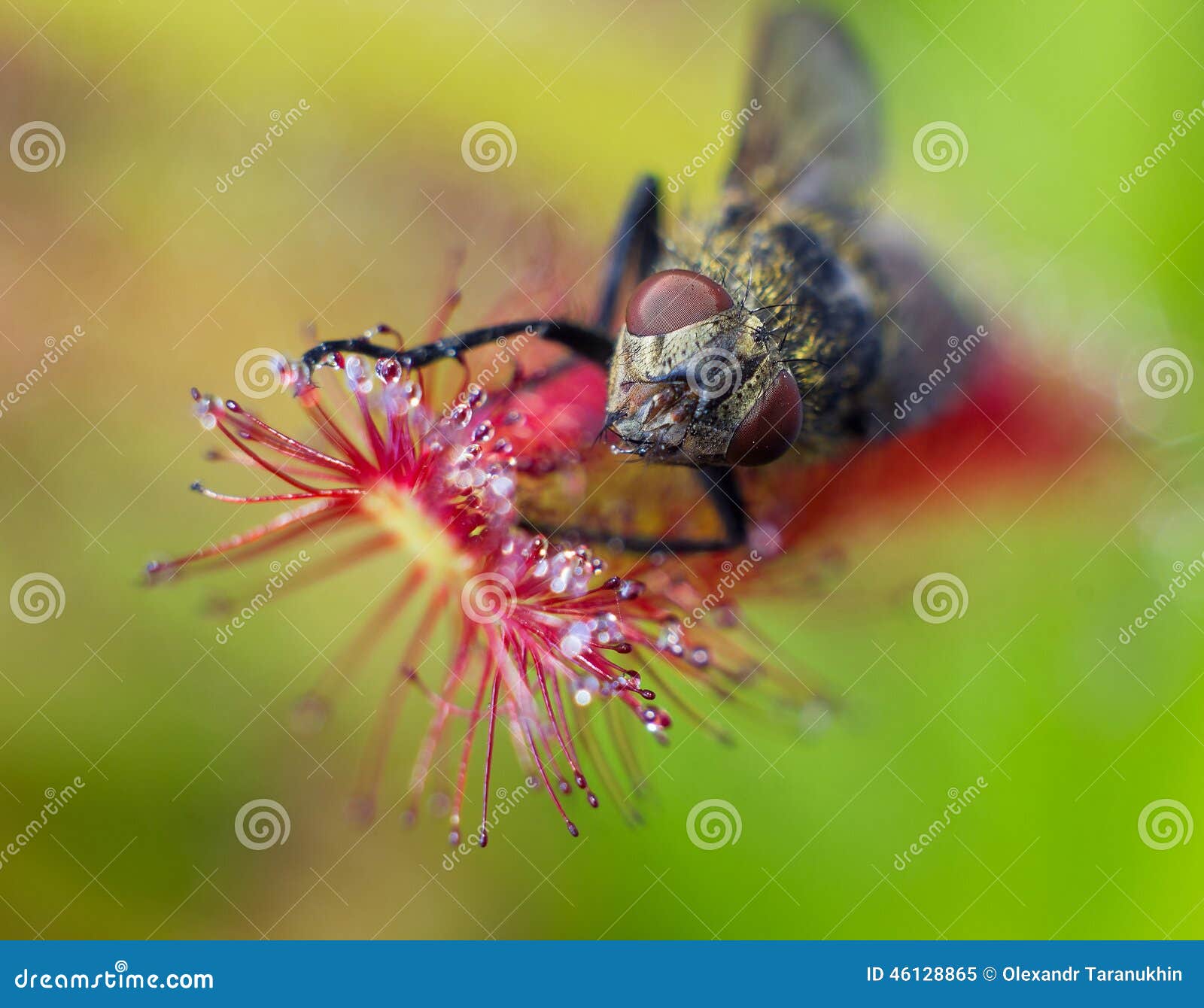 Sundew Or Drosera Tokaiensis Is Carnivorous Plant Trap Tiny Insects ...