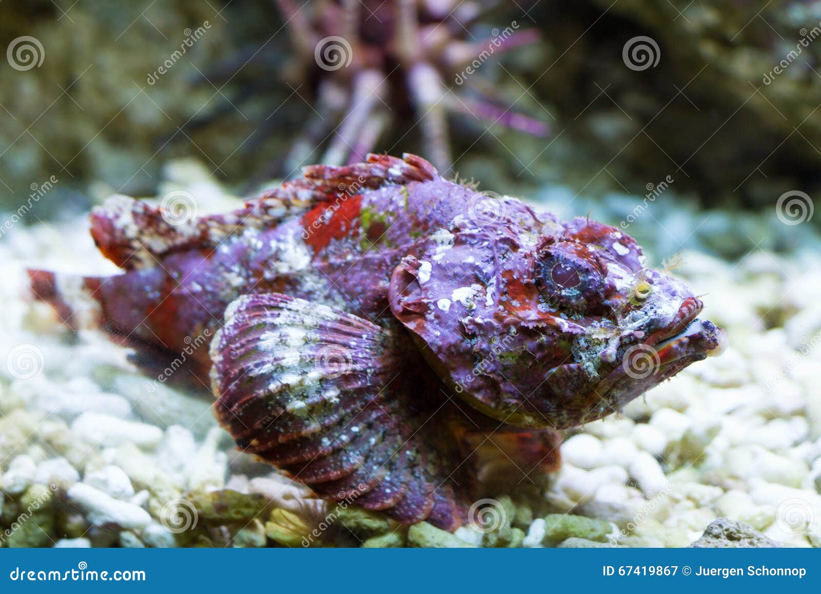 Macro of a false stonefish stock image. Image of indian - 67419867