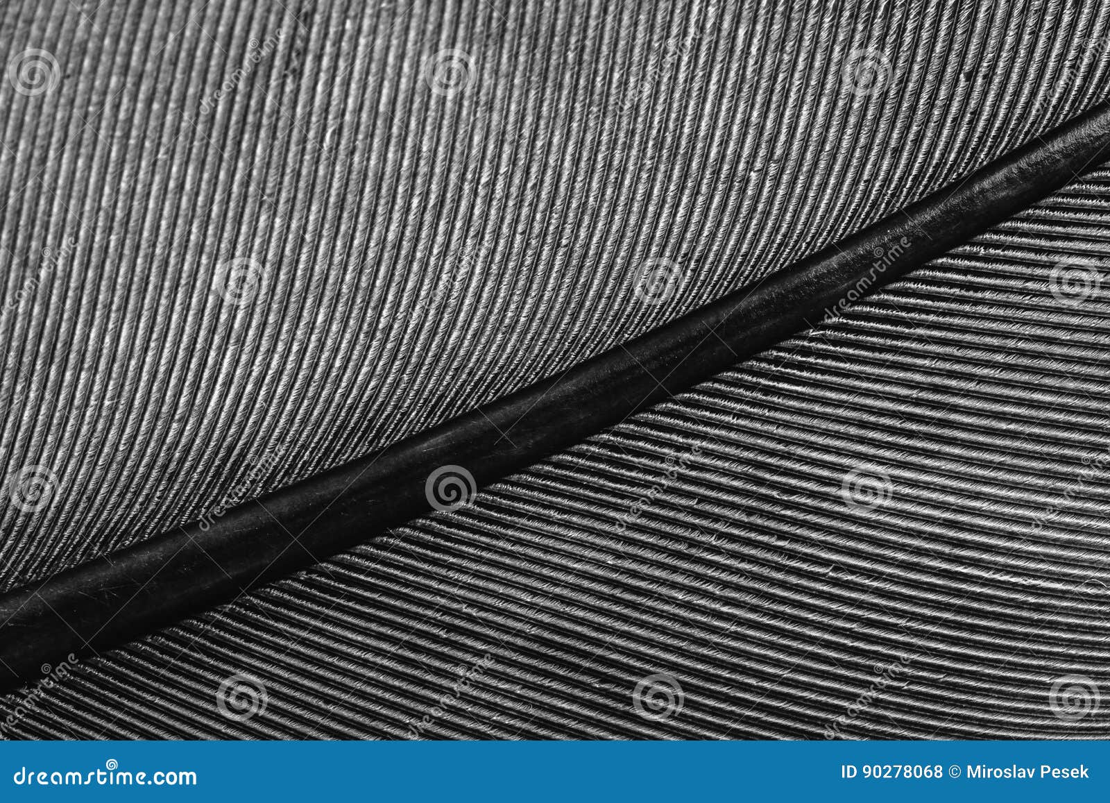 2,284 Feather Lines Stock Photos - Free & Royalty-Free Stock Photos ...