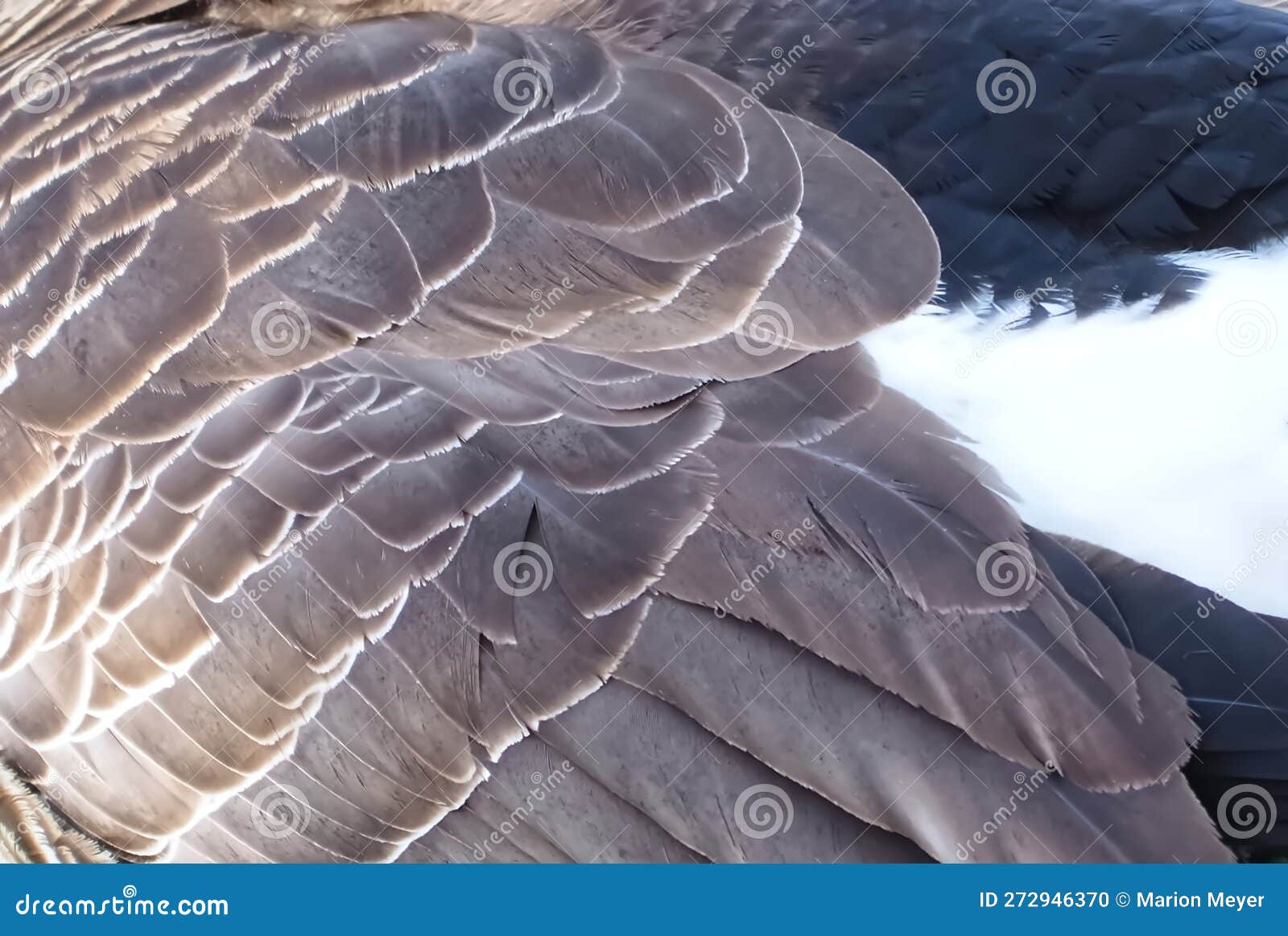 Macro of the Feathers of a Canadian Goose Stock Photo - Image of ...