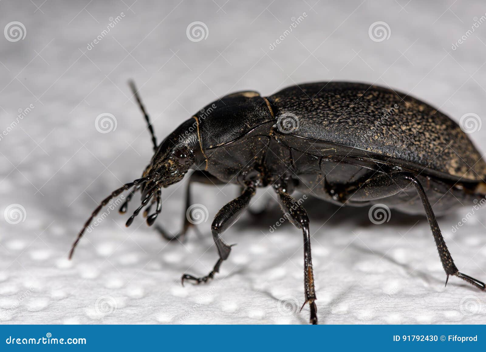 Macro of a Female Stag Beetle, Lucanus Cervus, Side View Stock Photo ...