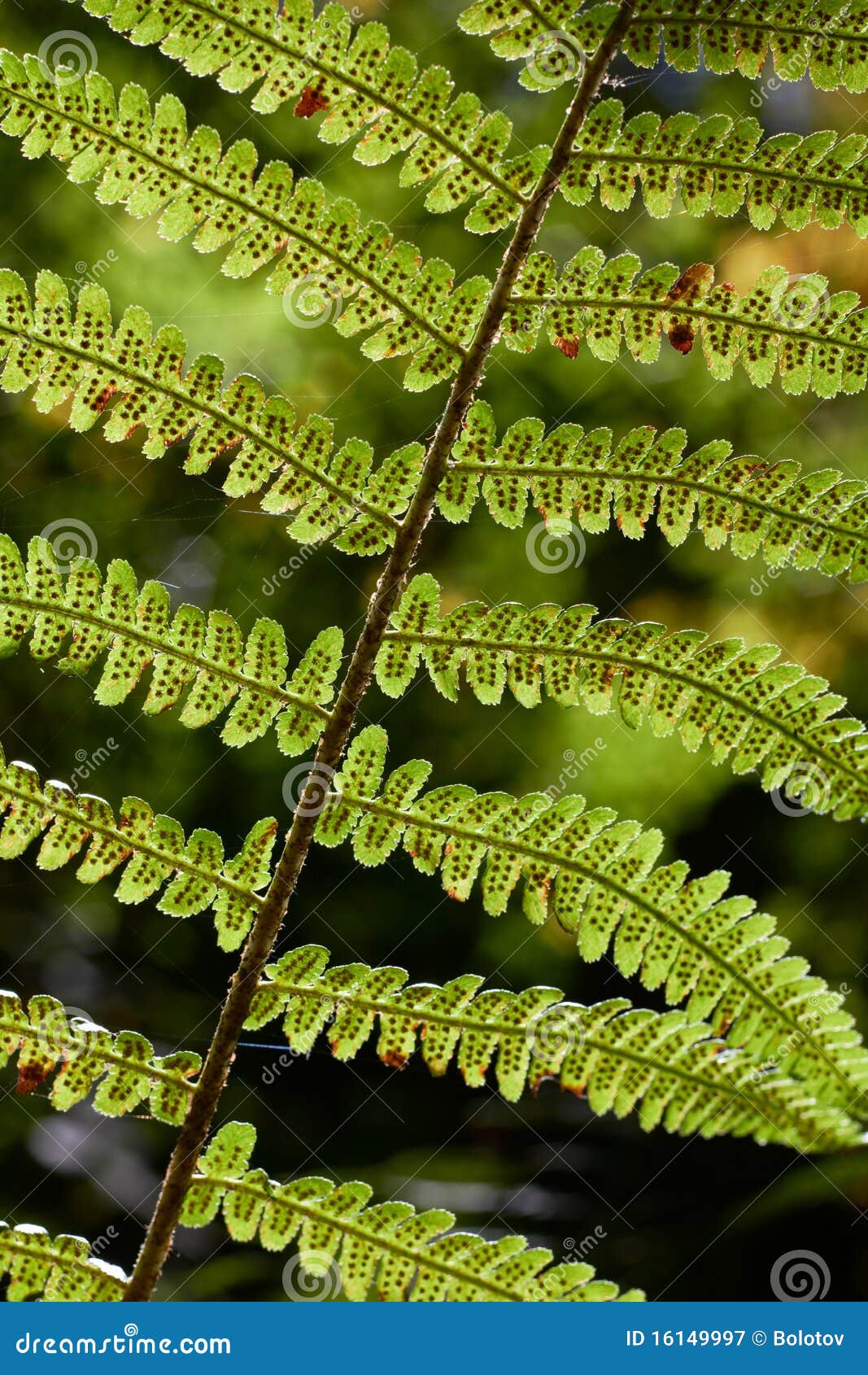Macro of Fern Leaf in Sunlight Rays. Stock Image - Image of leaf, damp ...