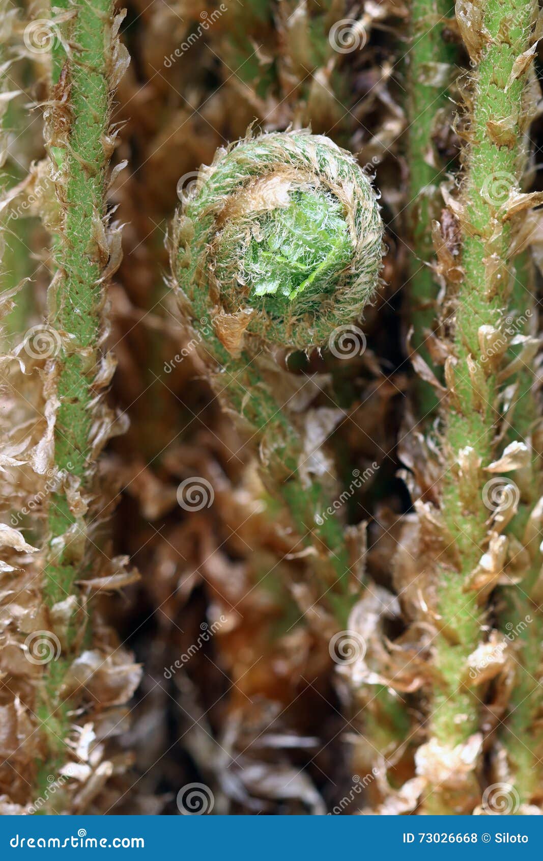 Macro Fern Sprout stock photo. Image of closeup, runner - 73026668